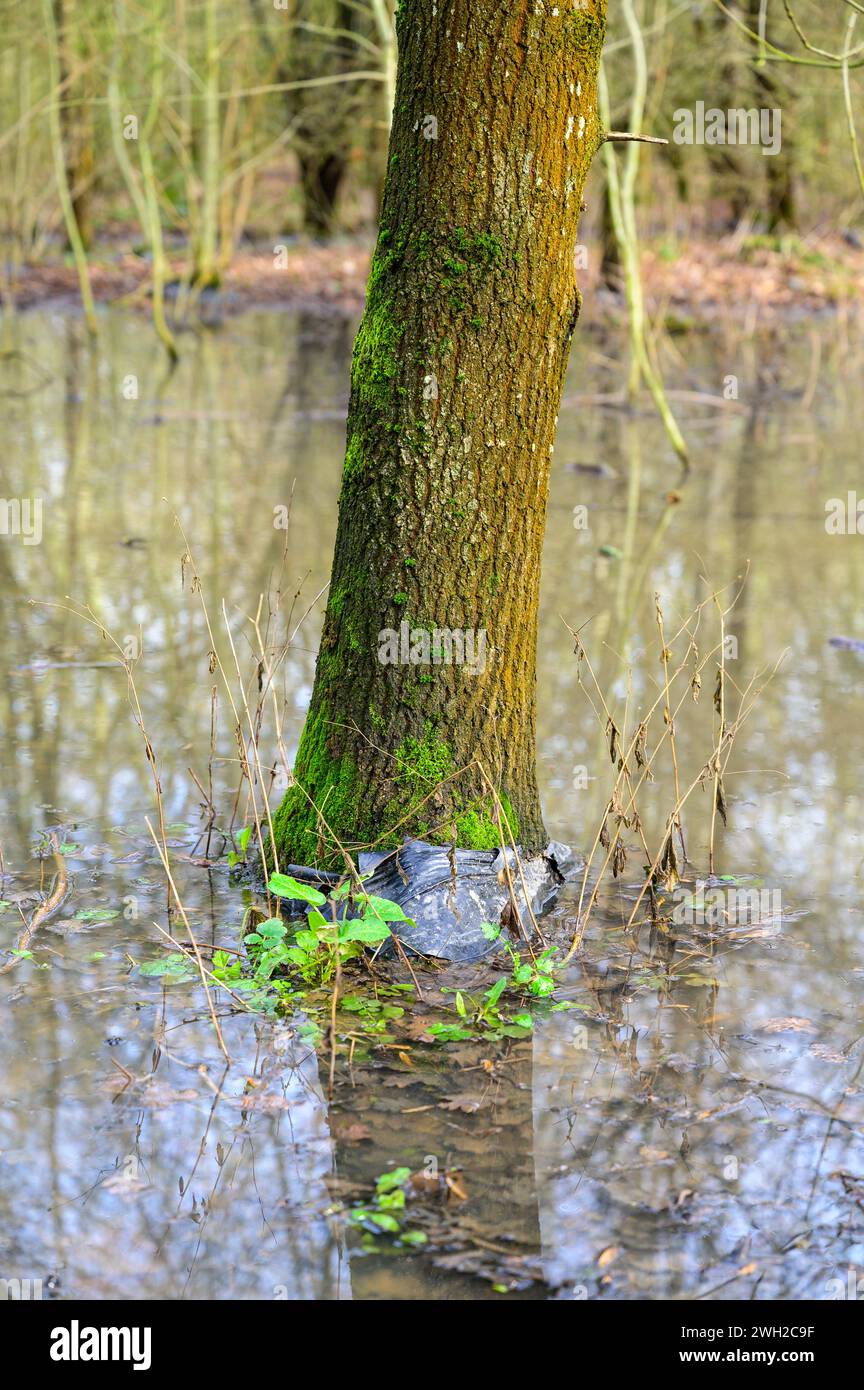 Paths and flooded areas in a nature reserve Stock Photo - Alamy