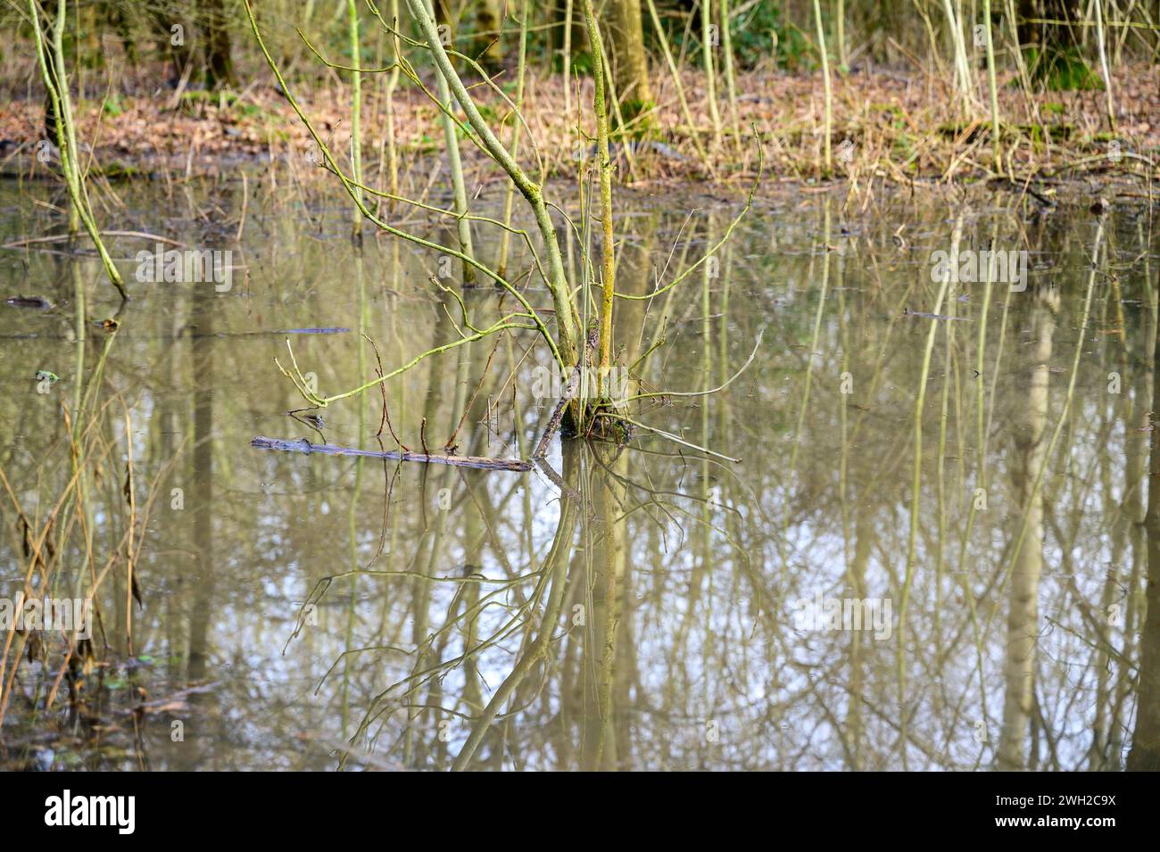 Paths and flooded areas in a nature reserve Stock Photo - Alamy