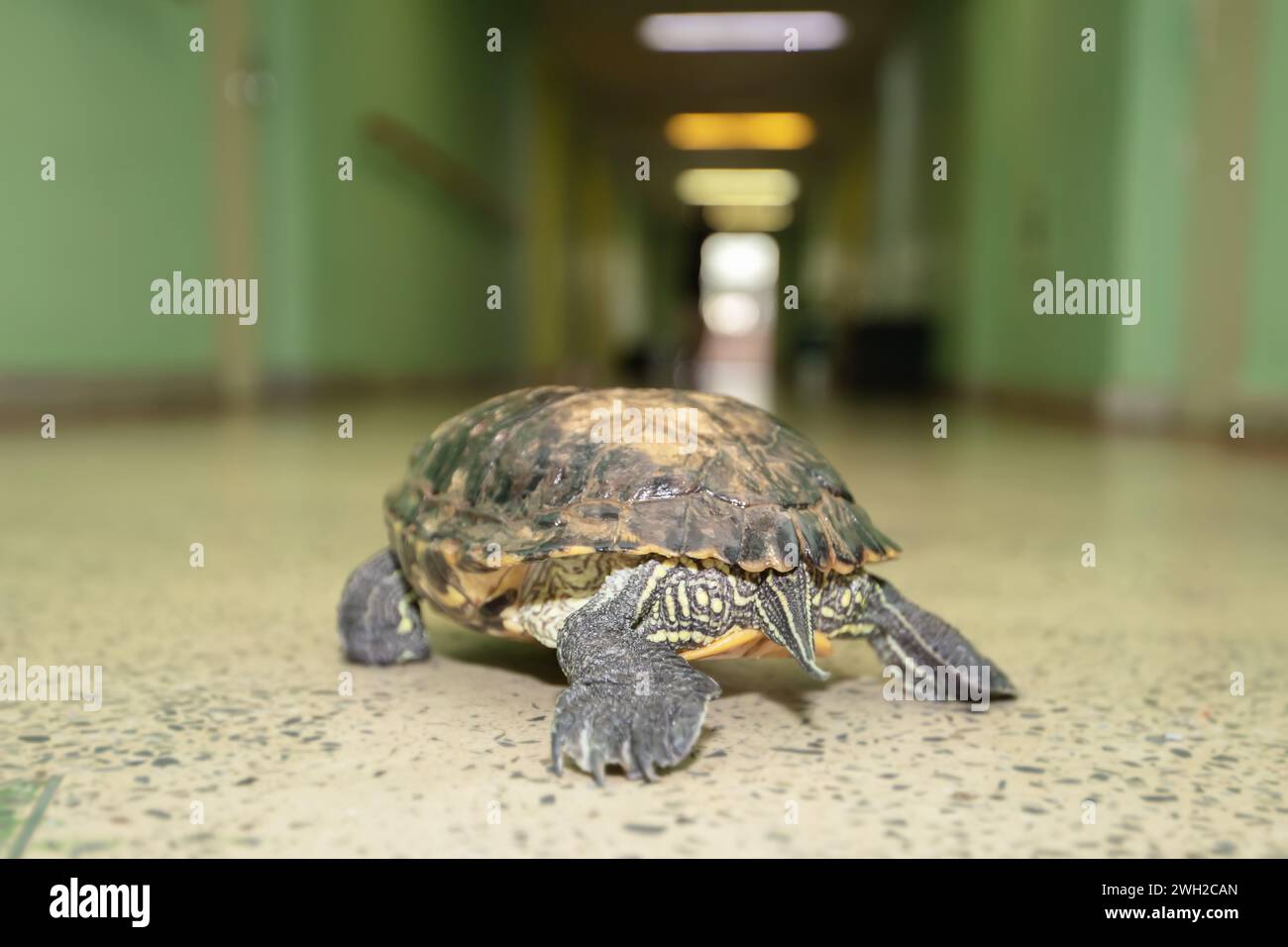 A curious old turtle walks away down the corridor Stock Photo - Alamy