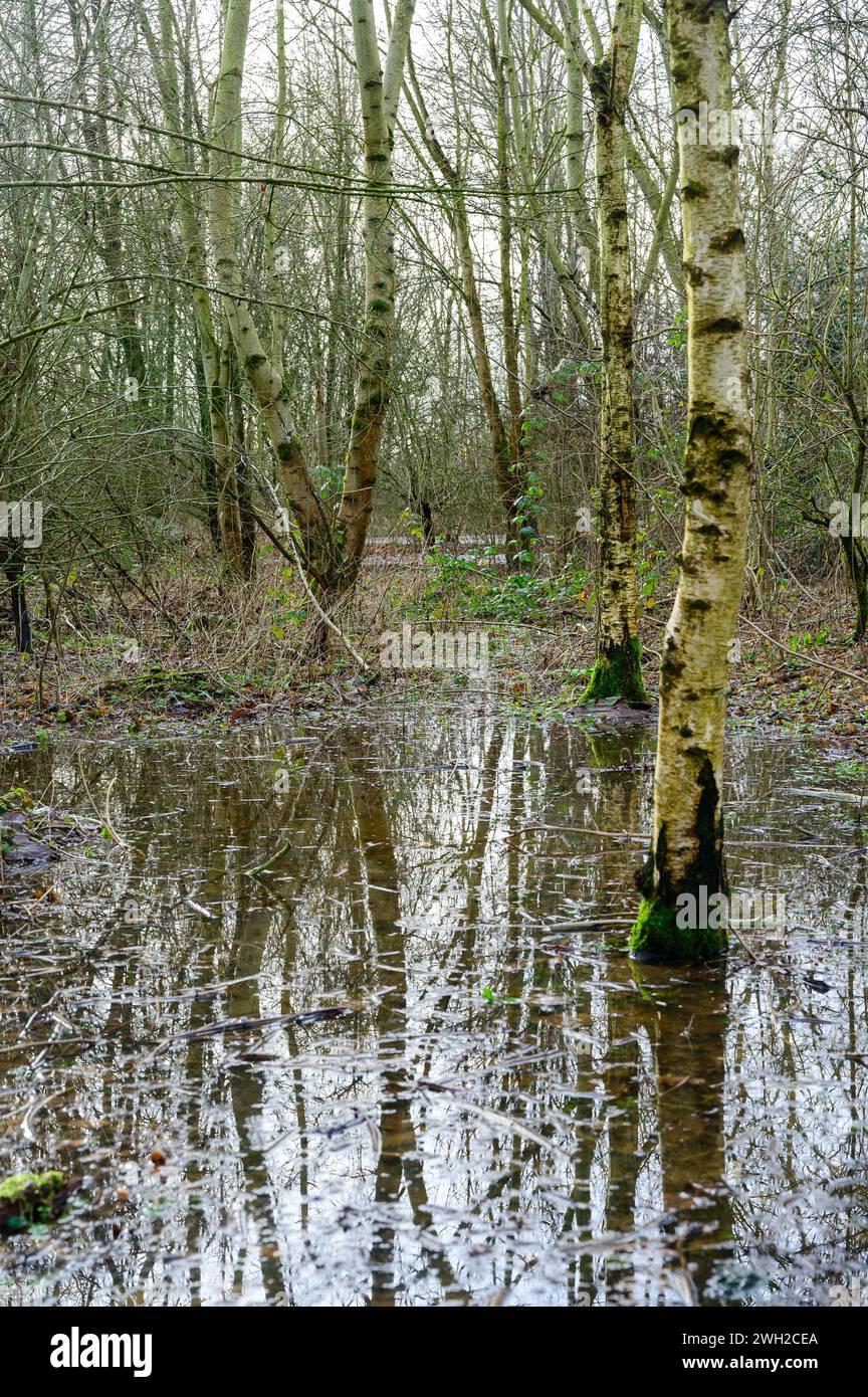 Paths and flooded areas in a nature reserve Stock Photo - Alamy