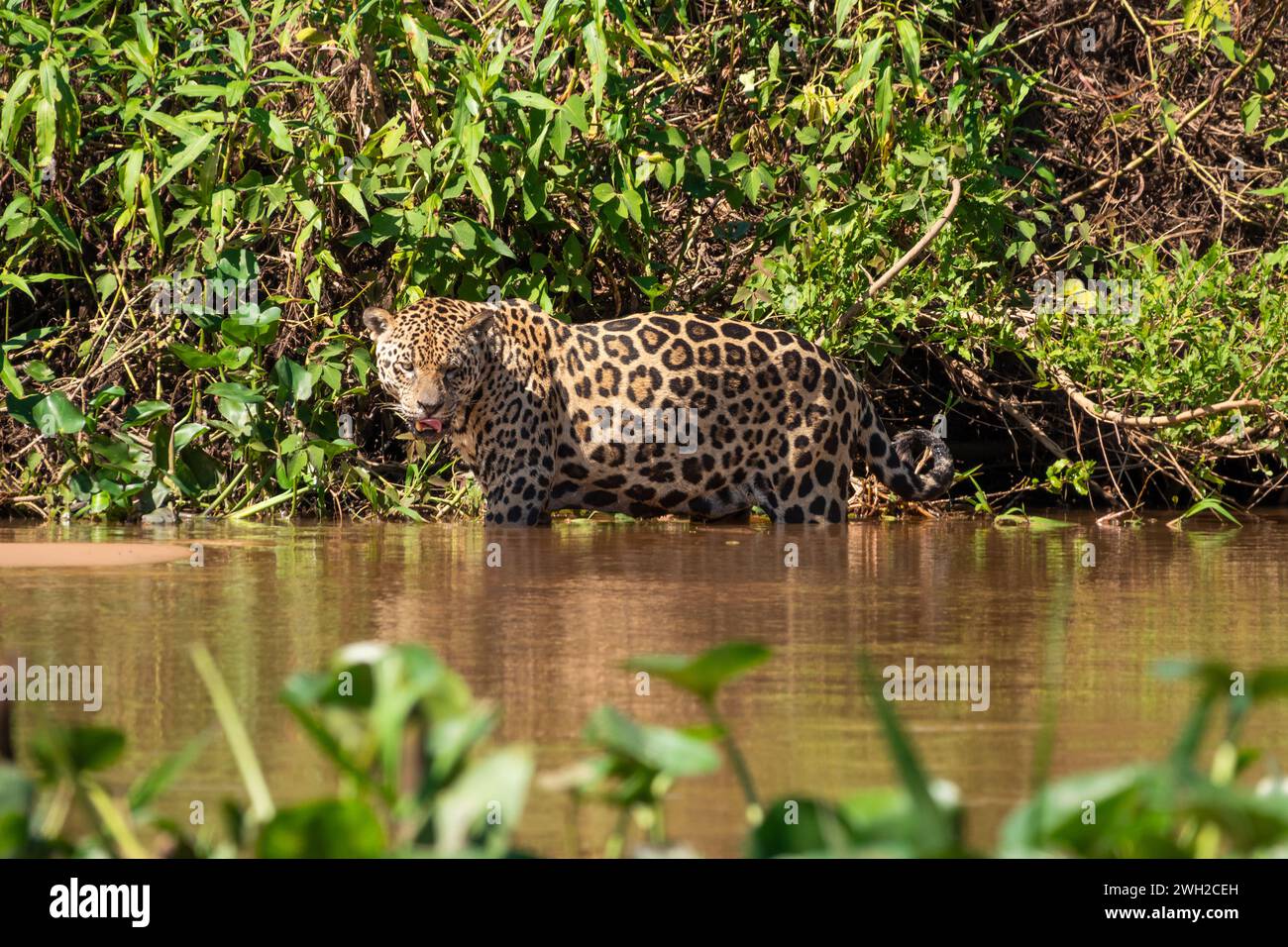 Jaguarland hi-res stock photography and images - Alamy