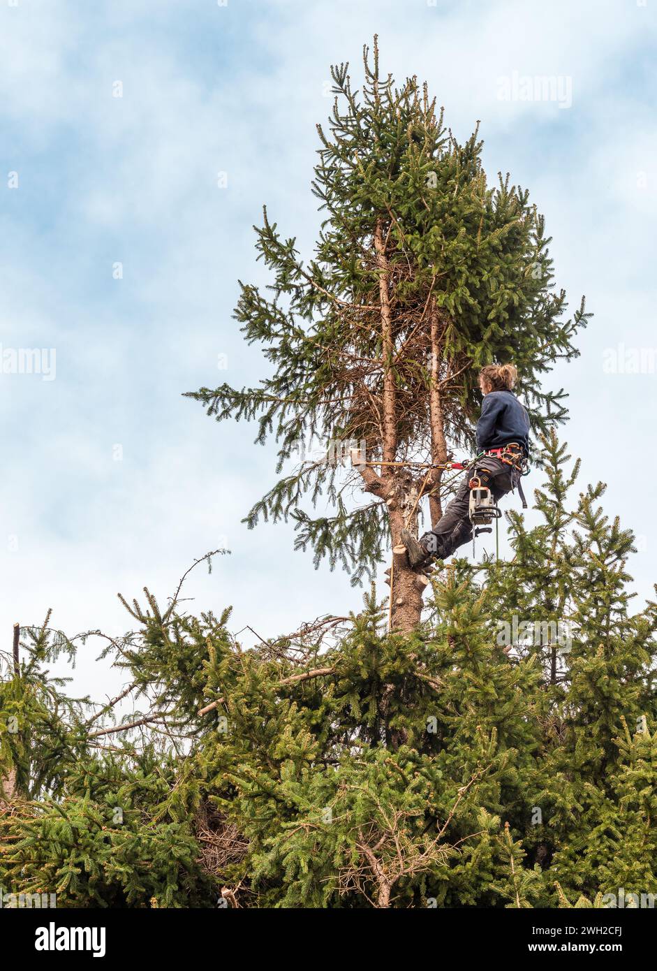 Tree Surgeon cutting the top of a pine tree using a chainsaw with a ...