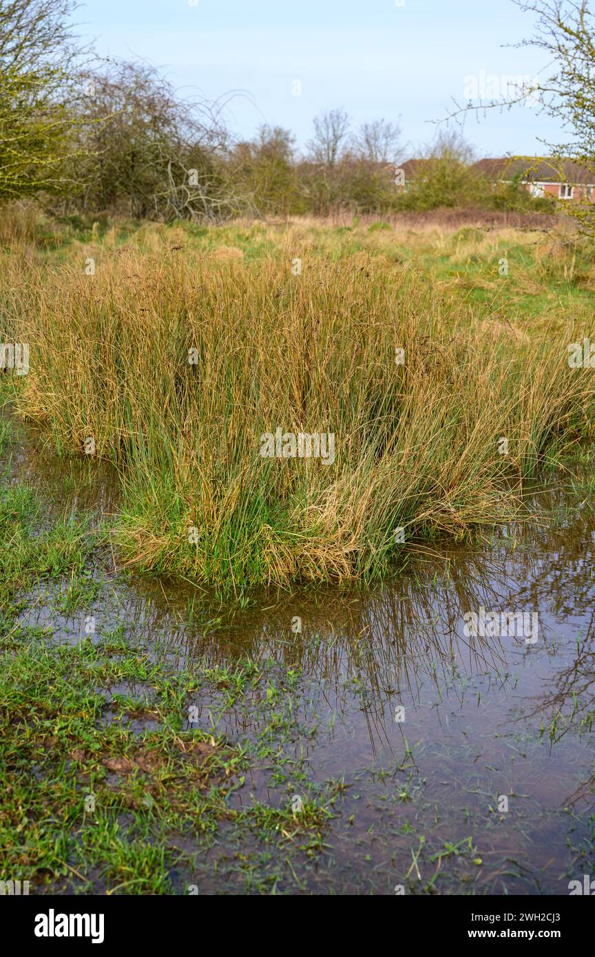Marsh grass in a pool of water in a field close to an urban area Stock ...