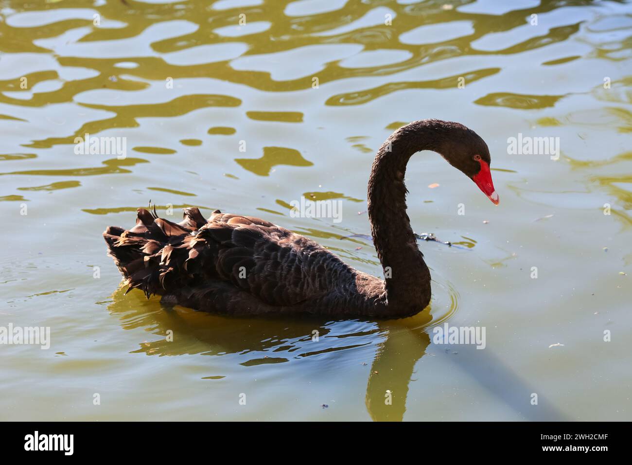 The black swan (Cygnus atratus) is a large waterbird, a species of swan ...