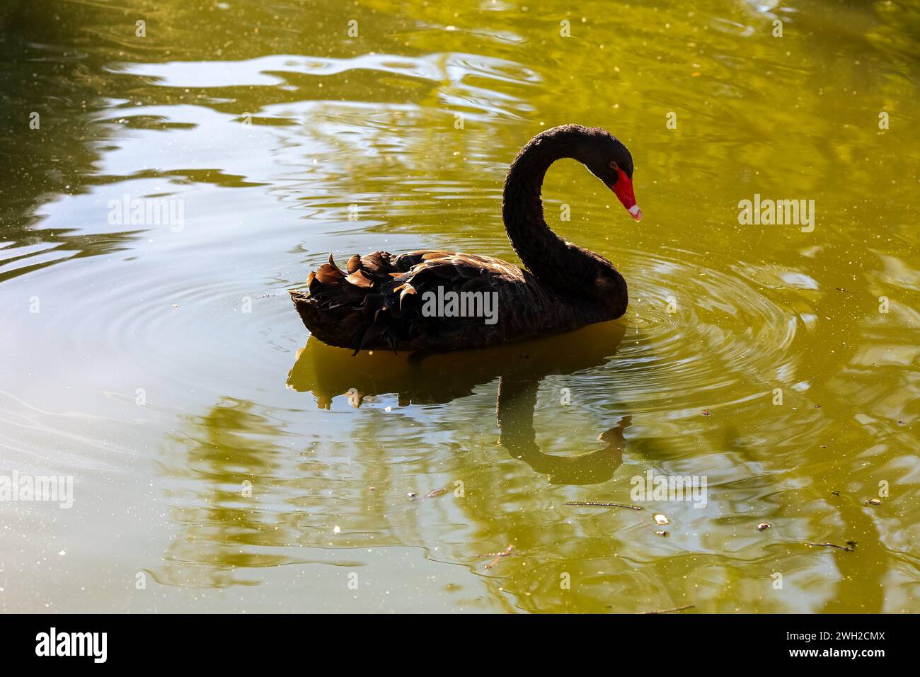 The black swan (Cygnus atratus) is a large waterbird, a species of swan ...