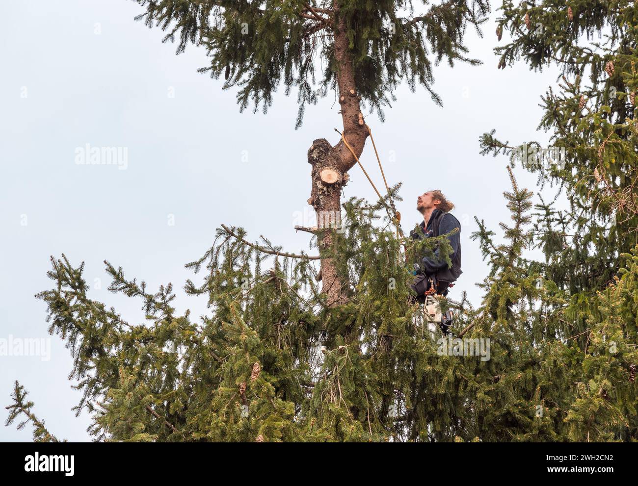 Tree Surgeon cutting the top of a pine tree using a chainsaw with a ...