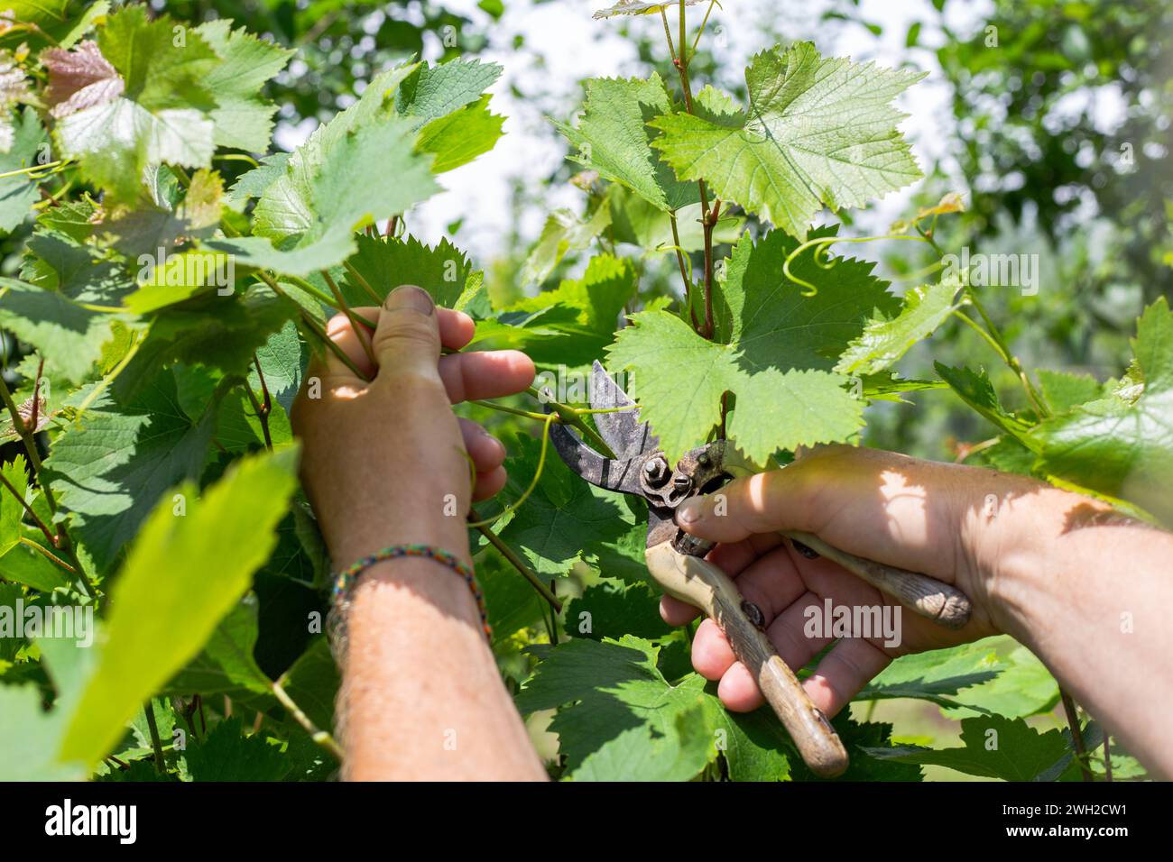 gardener prunes the young growth of a grapevine. Formation of a healthy ...