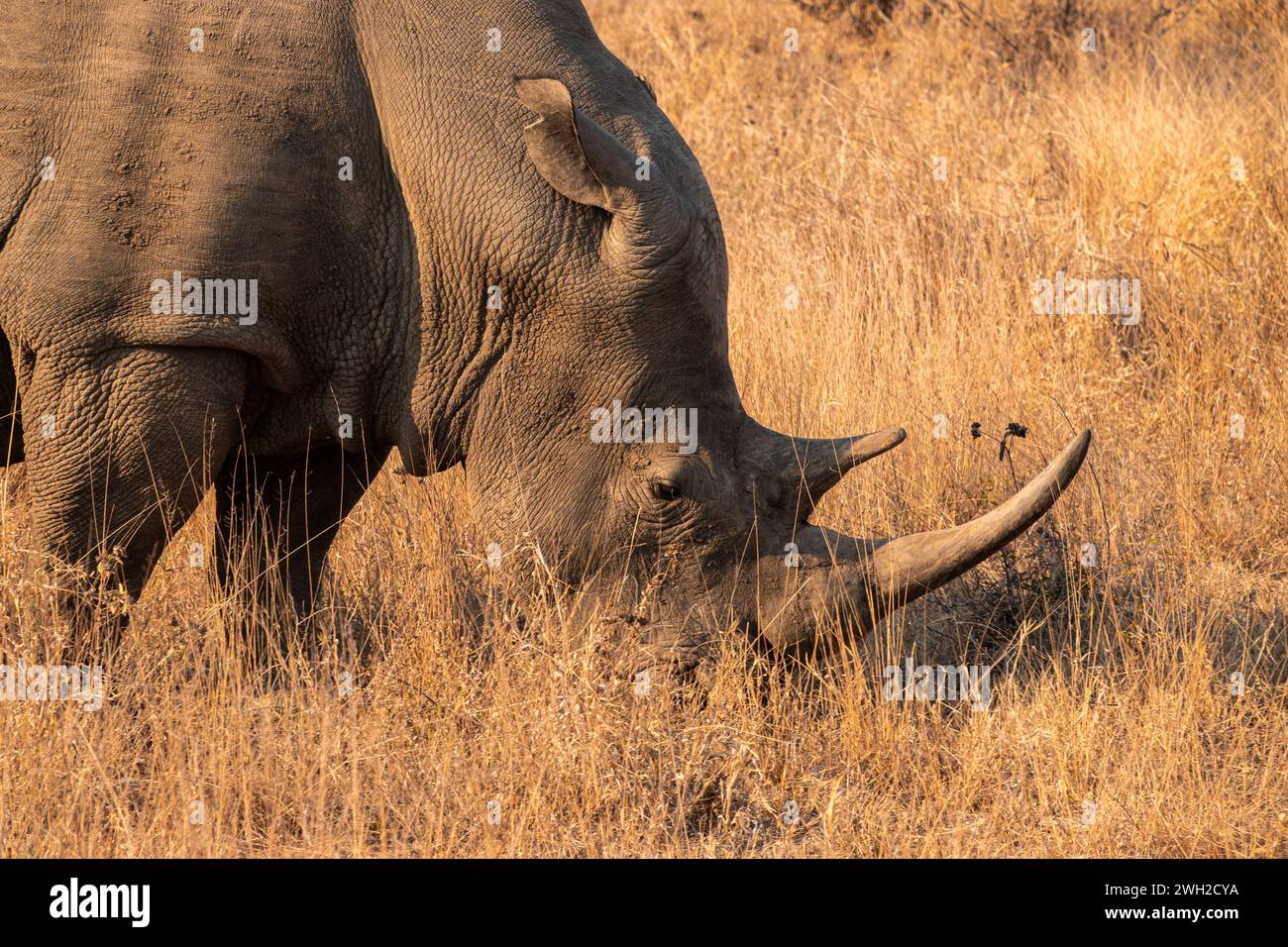 Southern White Rhino or Rhinoceros grazing in South Africa Stock Photo ...