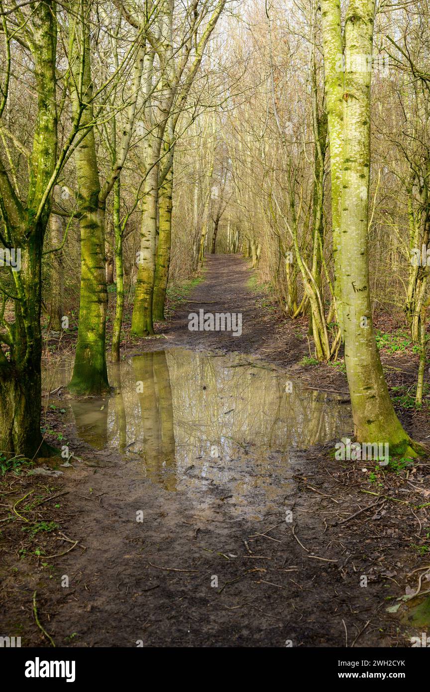 A vertical images of a flooded path in a nature reserve surrounded by ...