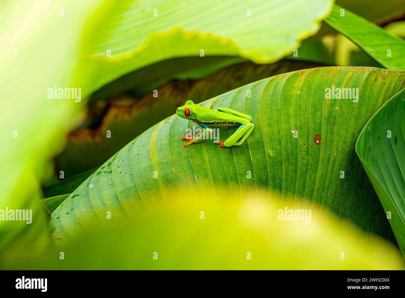 Red-eyed Leaf Frog or Tree Frog on a leaf in Costa Rican rain forest ...