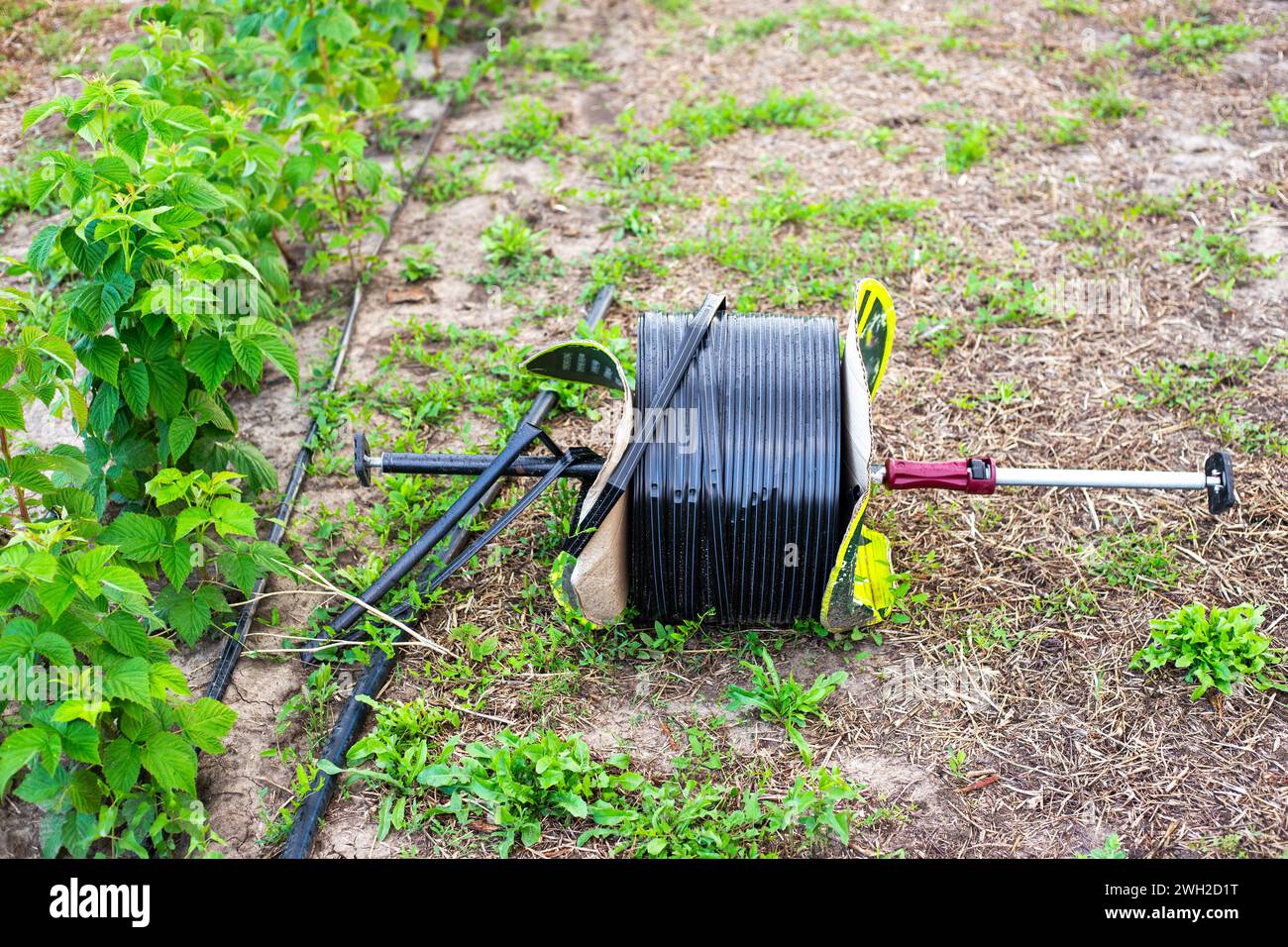 Roll of drip tape on a raspberry plantation. Laying irrigation for ...