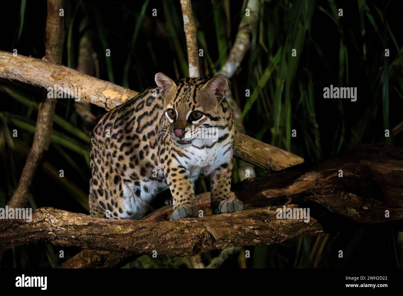 Ocelot at night, Pantanal Wetlands, Brazil Stock Photo - Alamy