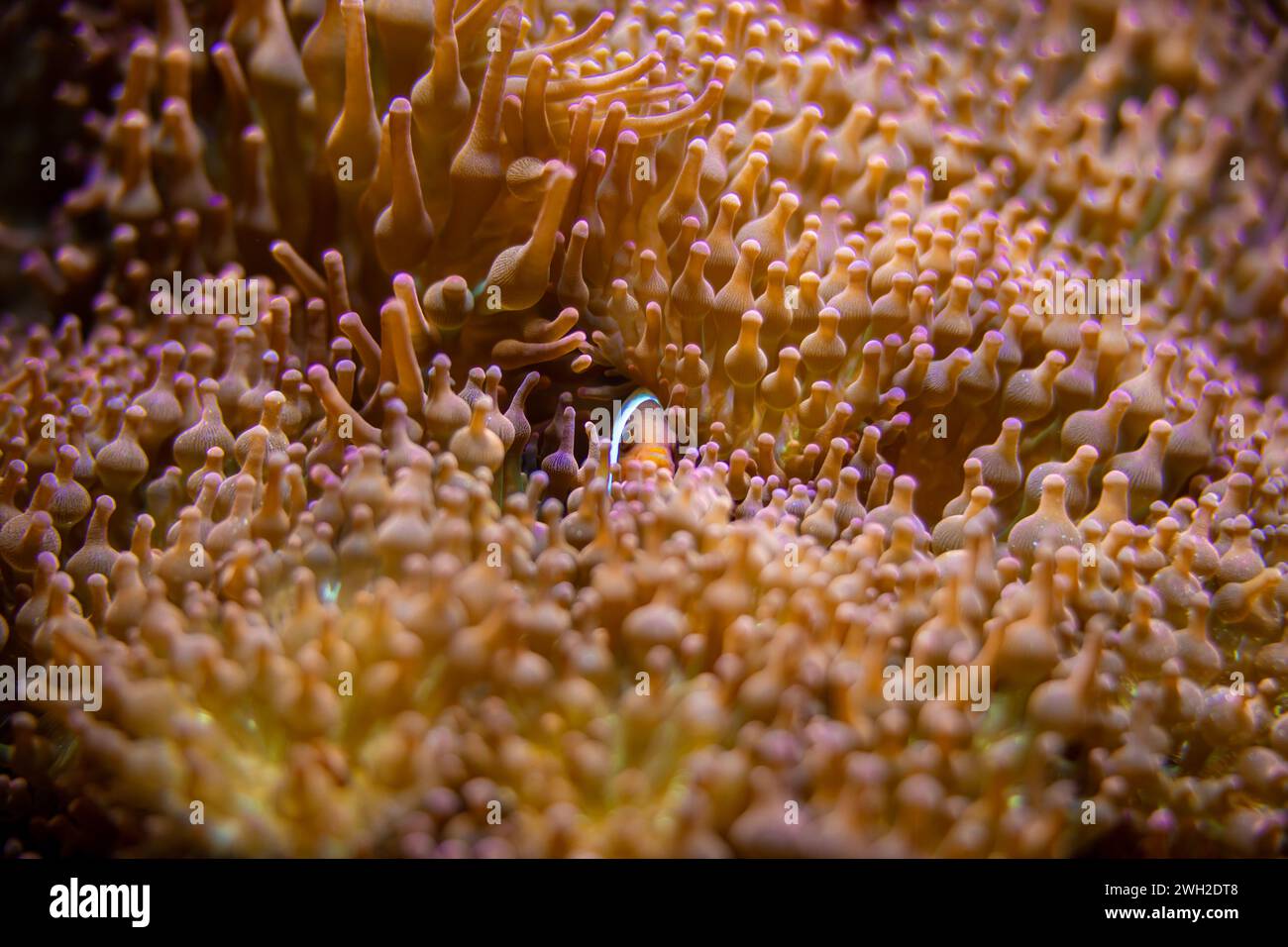 Cute anemone fish playing on the coral reef, beautiful color clownfish ...