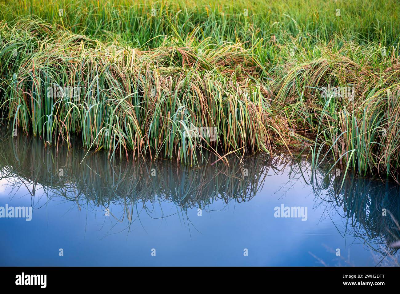 Reed grass hi-res stock photography and images - Alamy