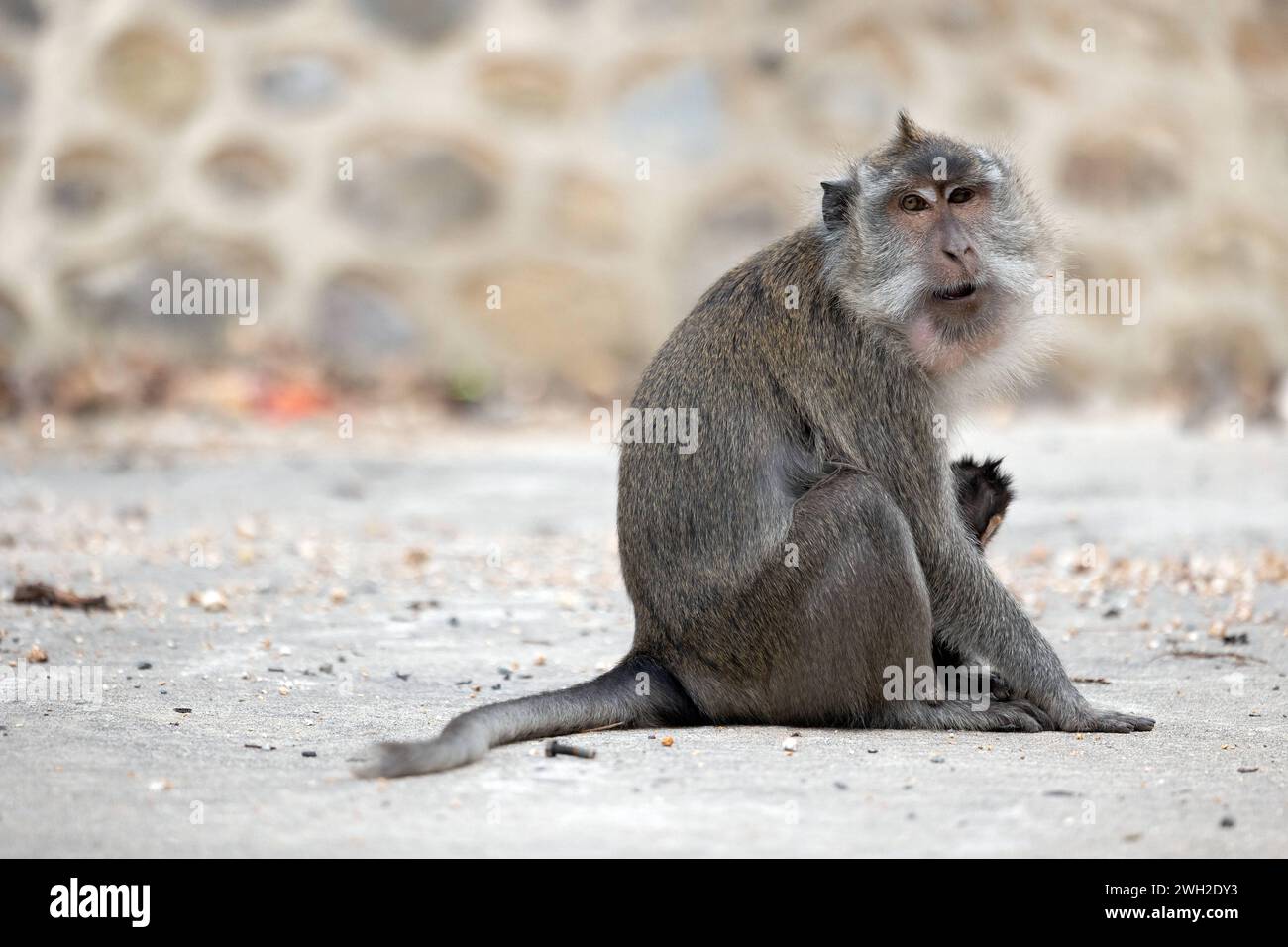 Affe asien hi-res stock photography and images - Alamy