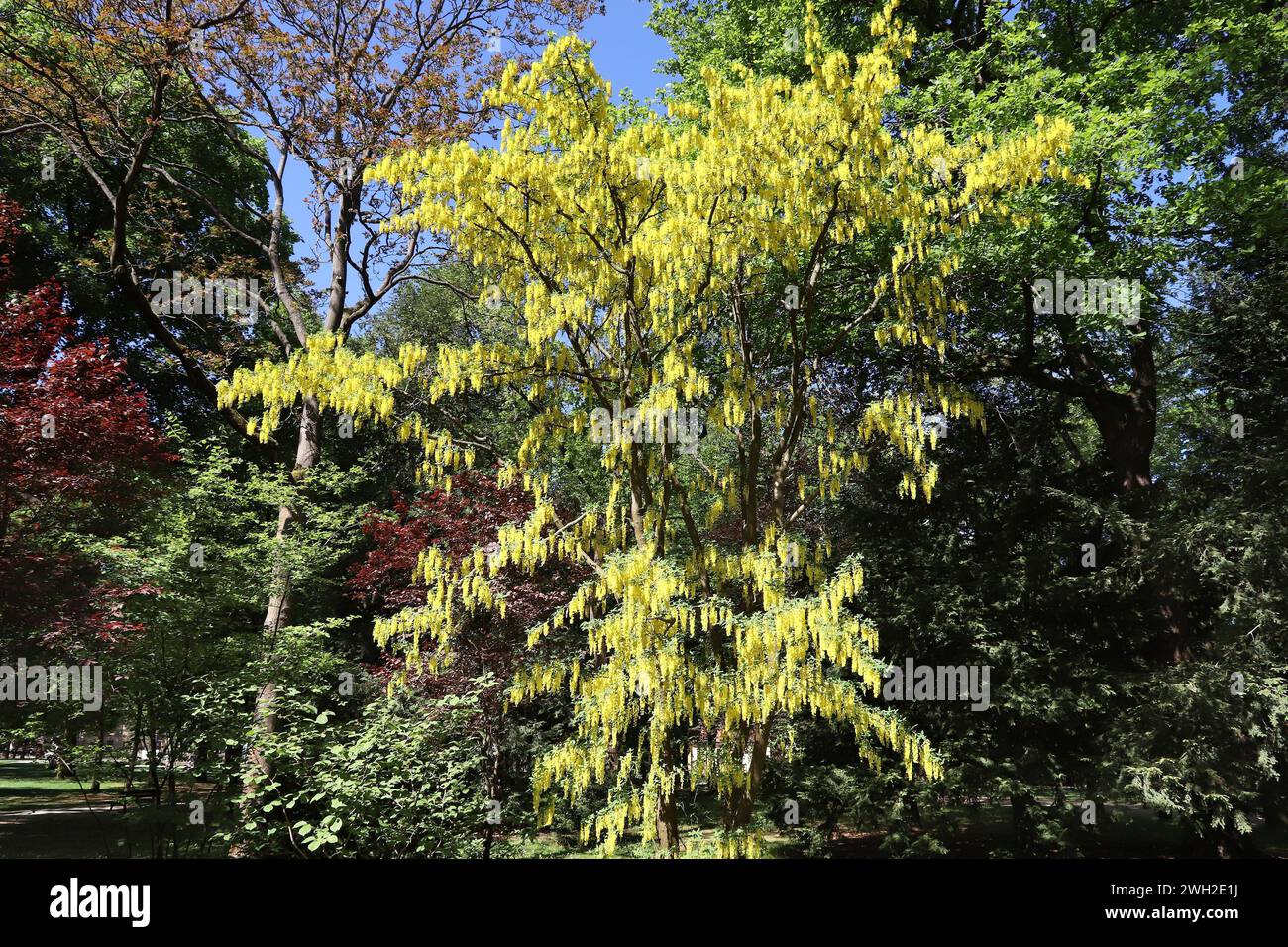 Laburnum golden chain tree. Tree species in Europe. Laburnum blossom in ...