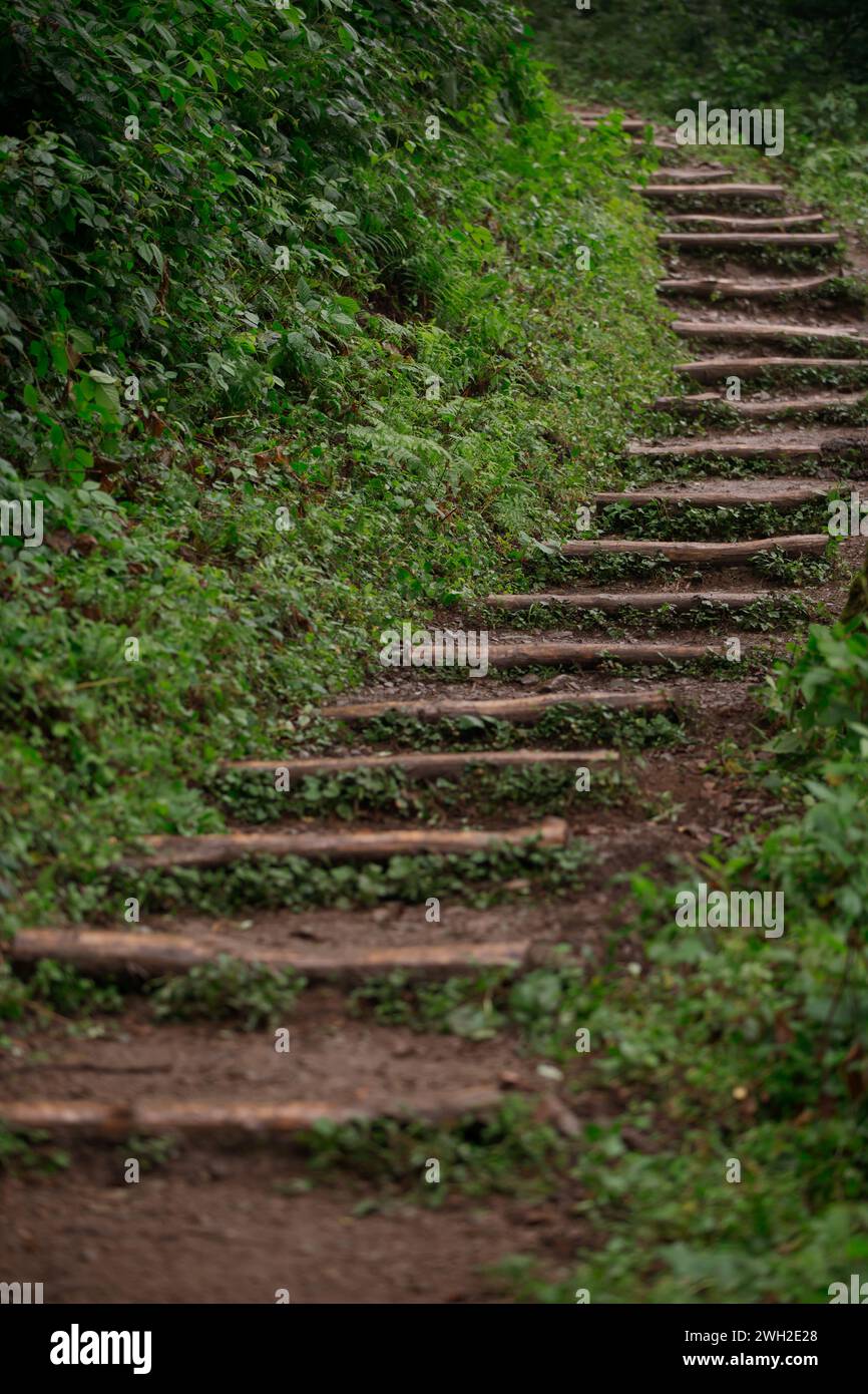 Among the plants rises old winding steps Stock Photo - Alamy