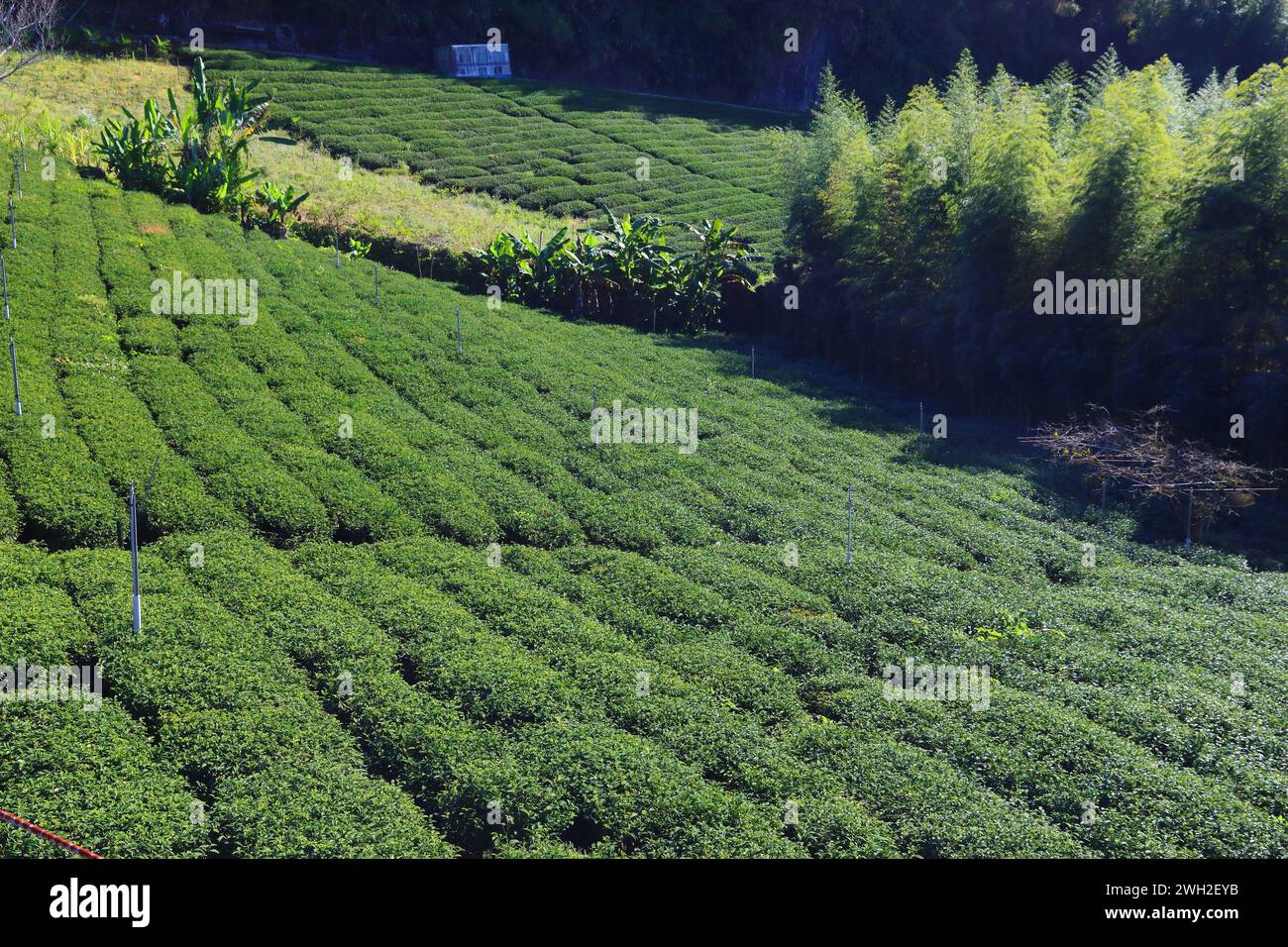 Tea fields in Taiwan. Hillside tea plantations in Shizhuo, Alishan ...