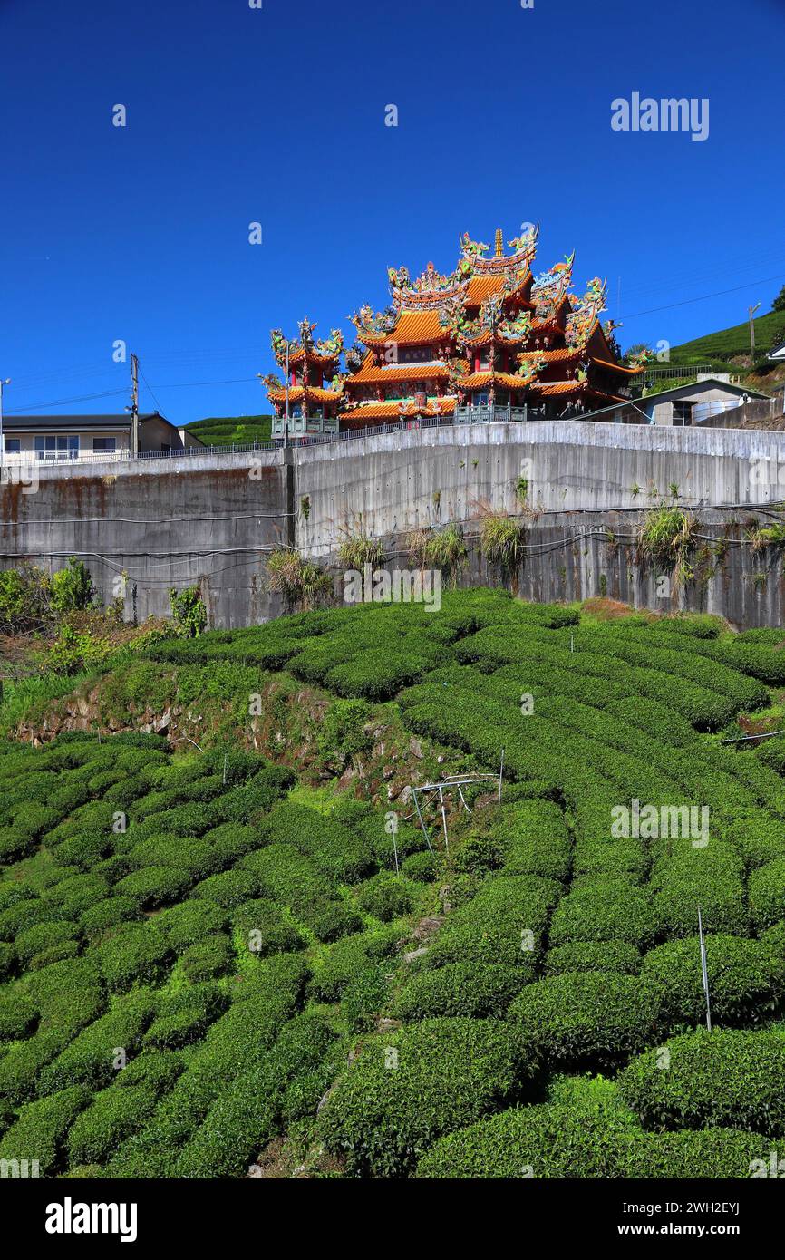 Tea fields in Taiwan. Oolong tea plantations in Shizhuo, Alishan ...