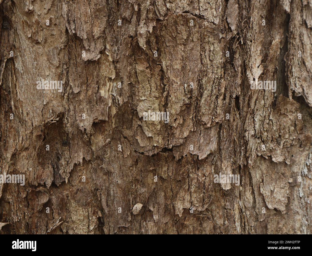 Scaly texture hi-res stock photography and images - Alamy