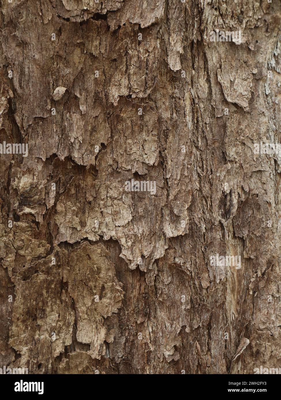 Wood bark background, rough scaly texture Stock Photo - Alamy