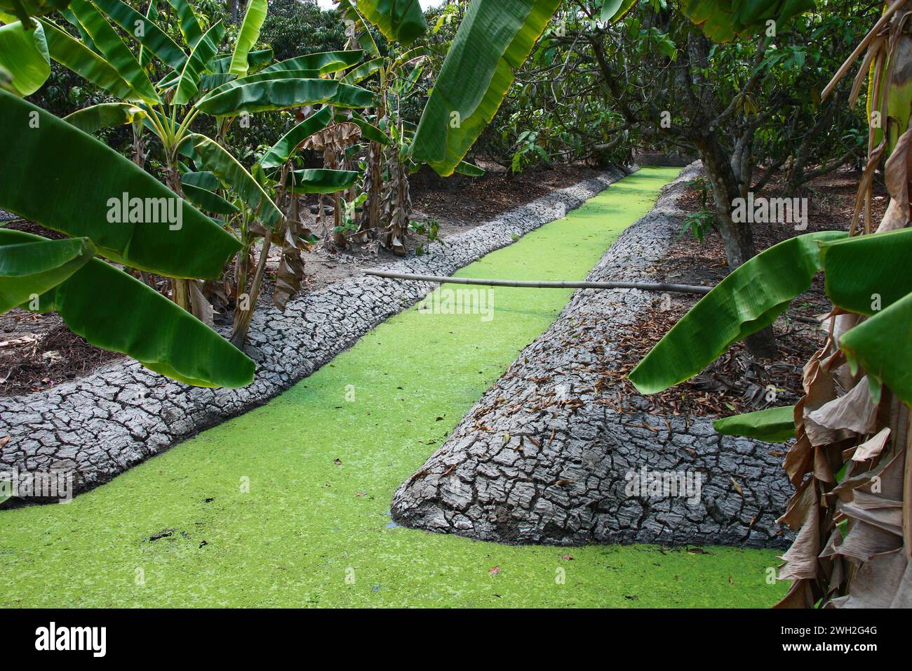Water lettuce on irrigation canal surface in a banana grove in ...