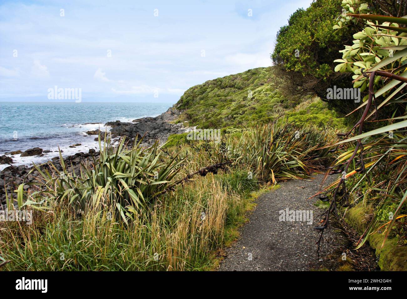 Nz bush walk hi-res stock photography and images - Alamy