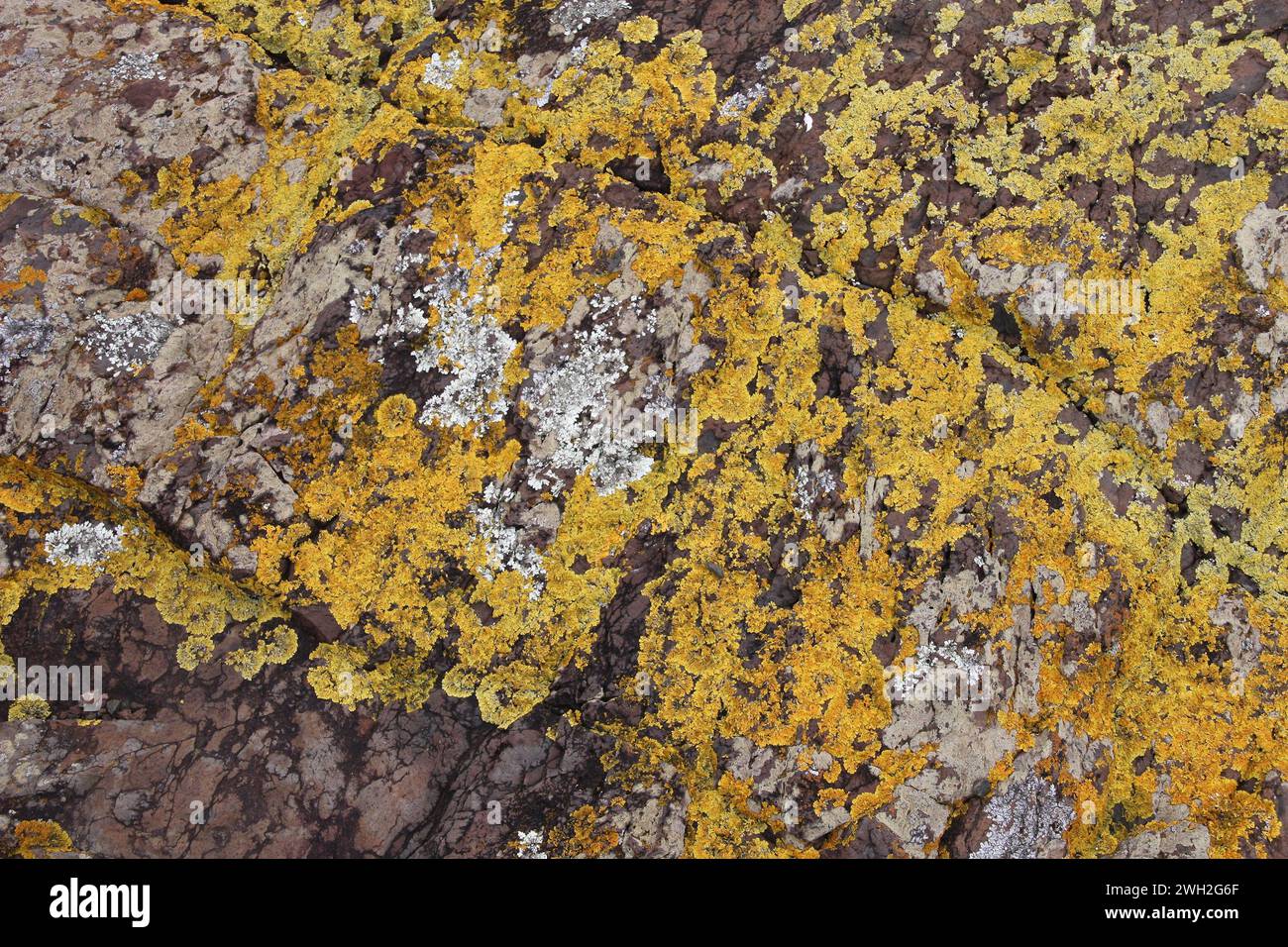 Yellow map lichen (Rhizocarpon geographicum species) background. Lichen ...