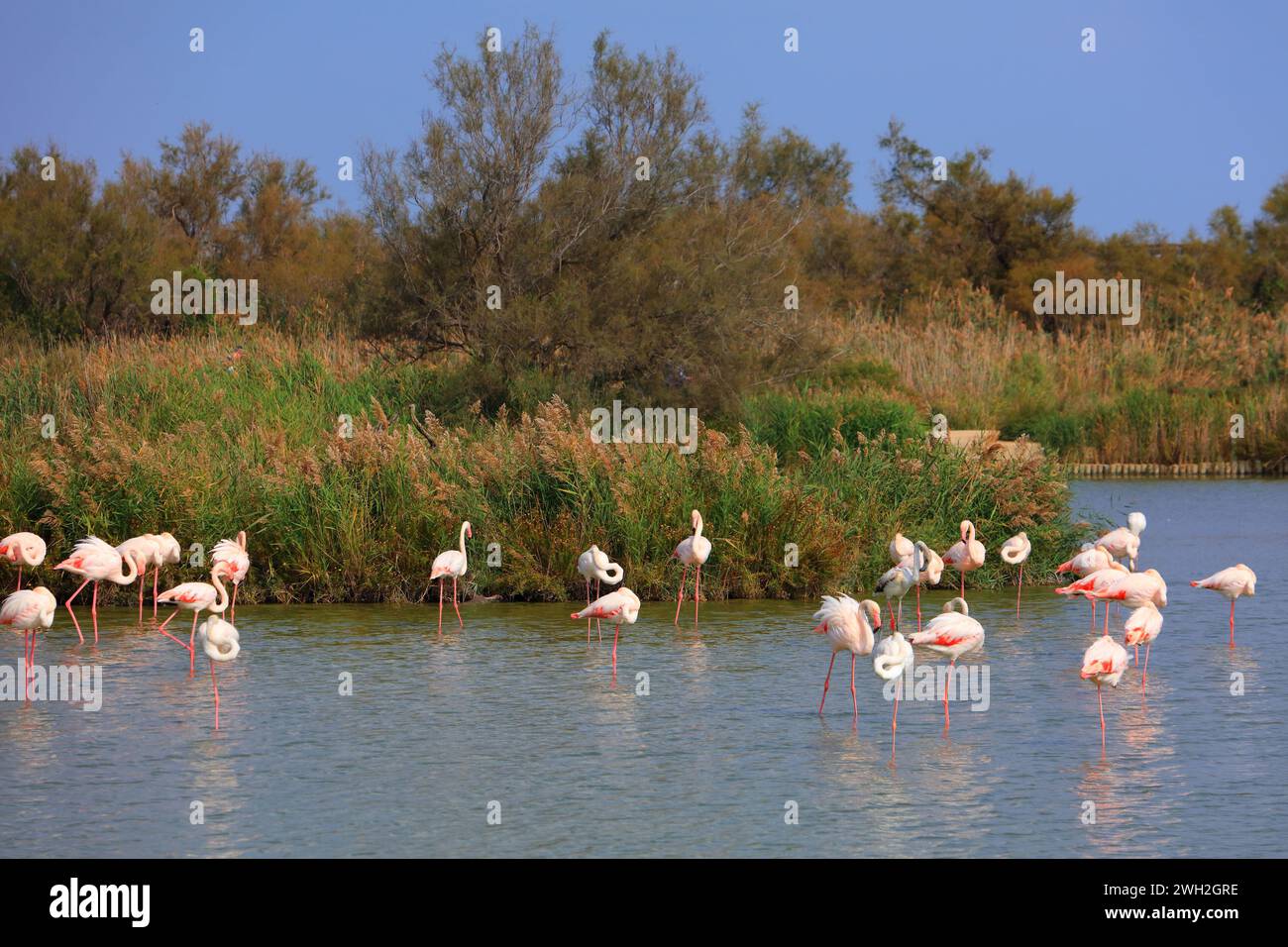 Camargue natural region in southern France. Ramsar wetland known for ...