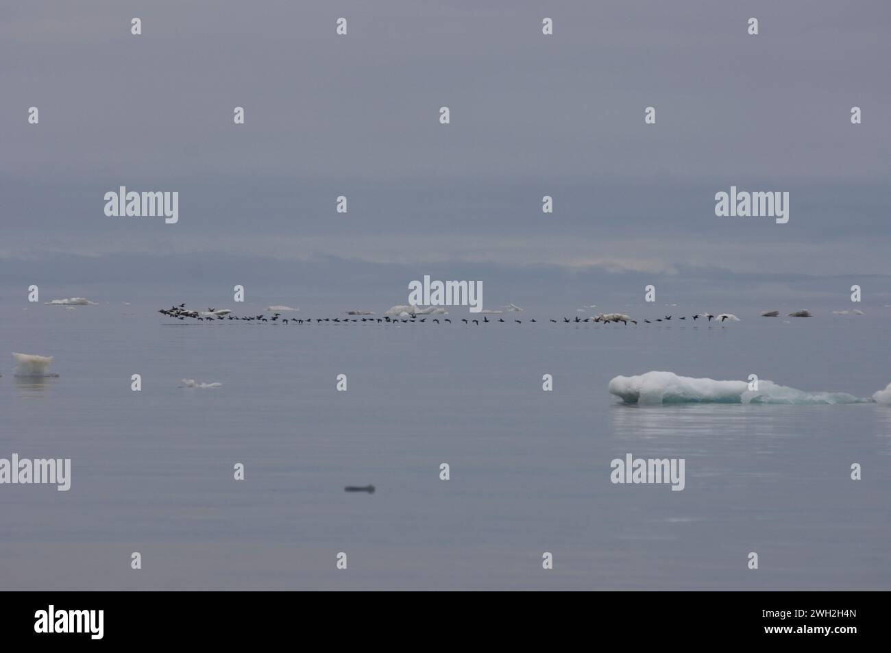 surf scoter Melanitta perspicillata ducks flying along the Arctic coast ...