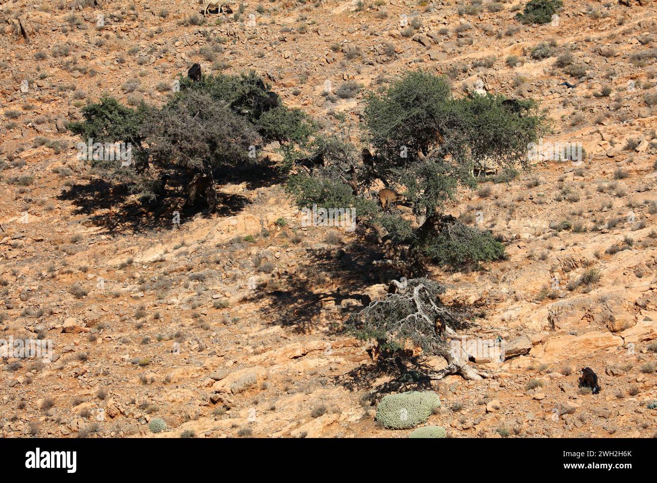 Tree goats in Morocco. Argania tree climbing goats Stock Photo - Alamy