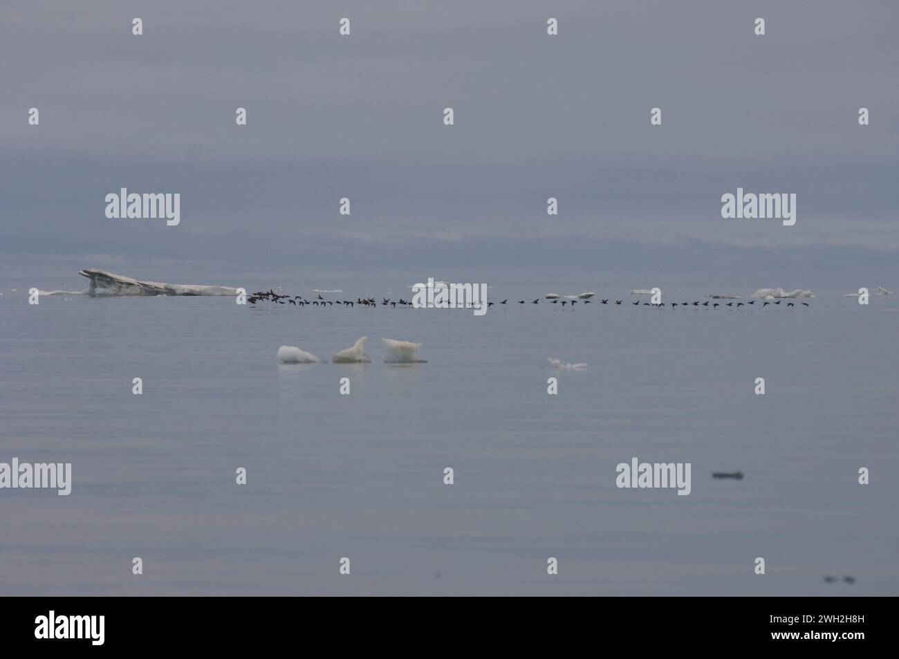 surf scoter Melanitta perspicillata ducks flying along the Arctic coast ...