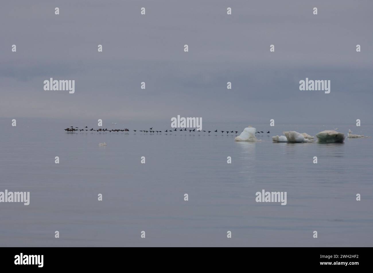 surf scoter Melanitta perspicillata ducks flying along the Arctic coast ...