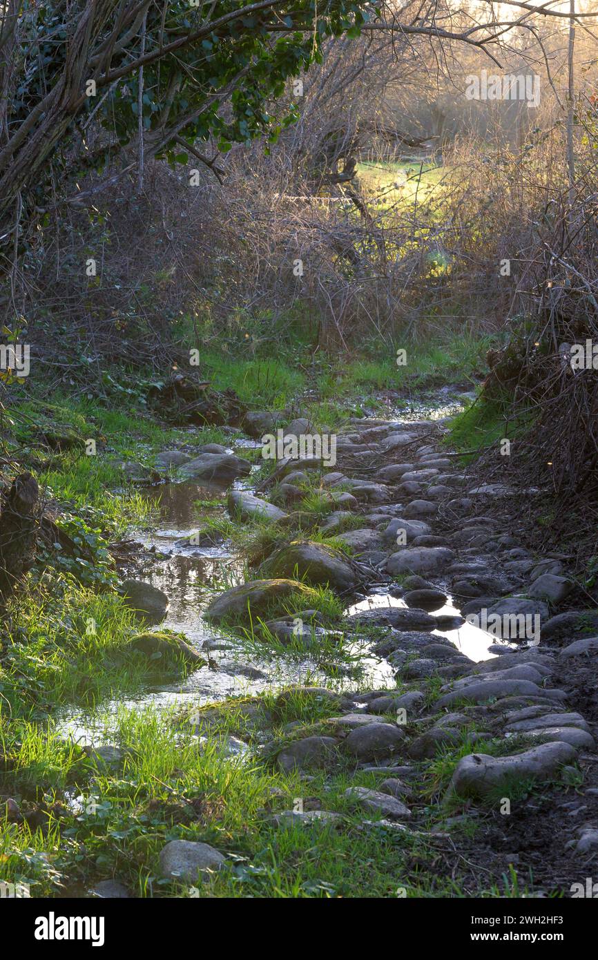 Puddles of water on stone path with golden sunset light vertically ...