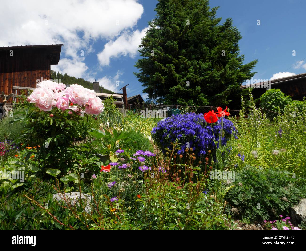A chalet garden in Murren, Bernese Oberland, Switzerland Stock Photo ...