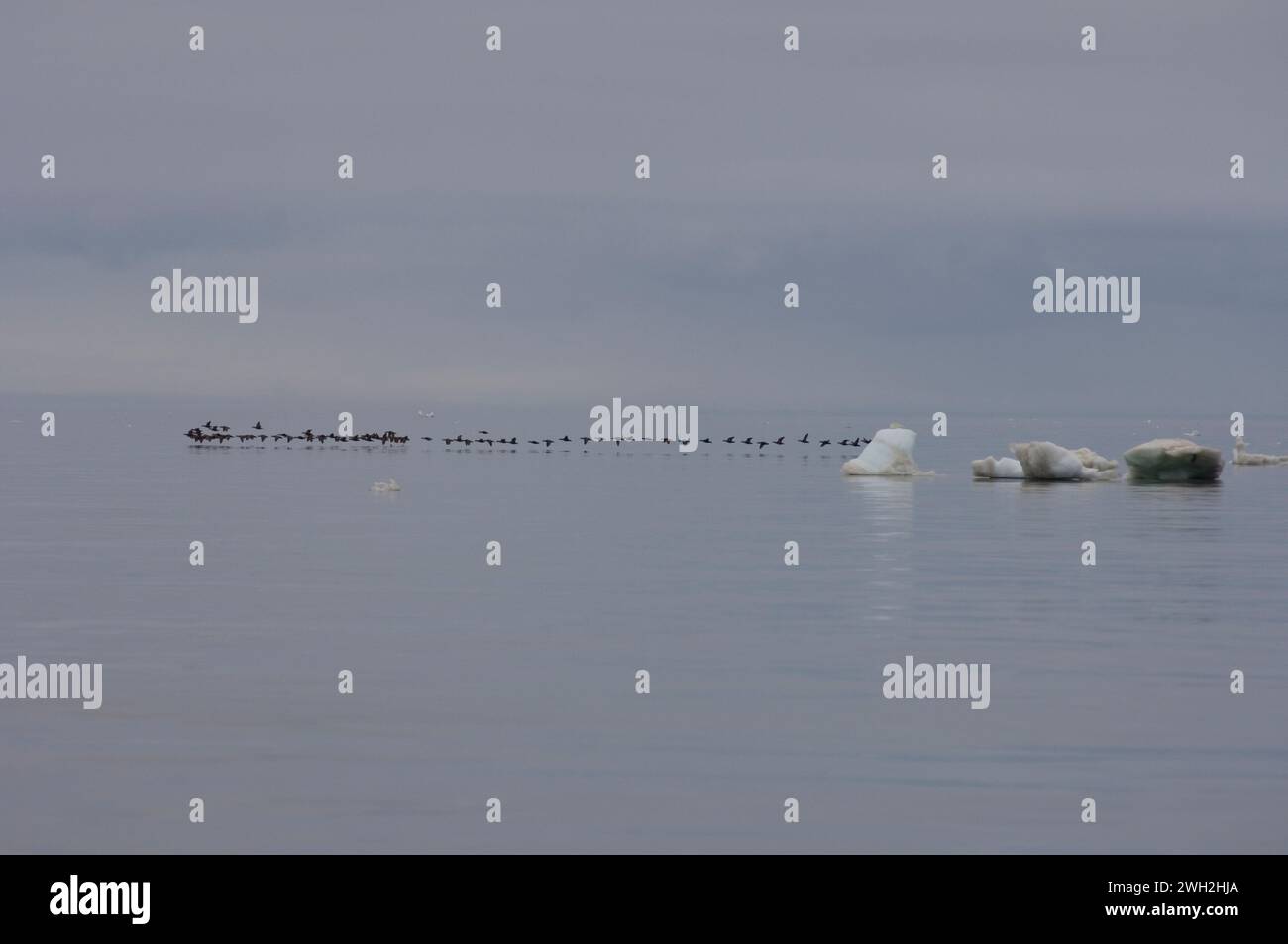 surf scoter Melanitta perspicillata ducks flying along the Arctic coast ...