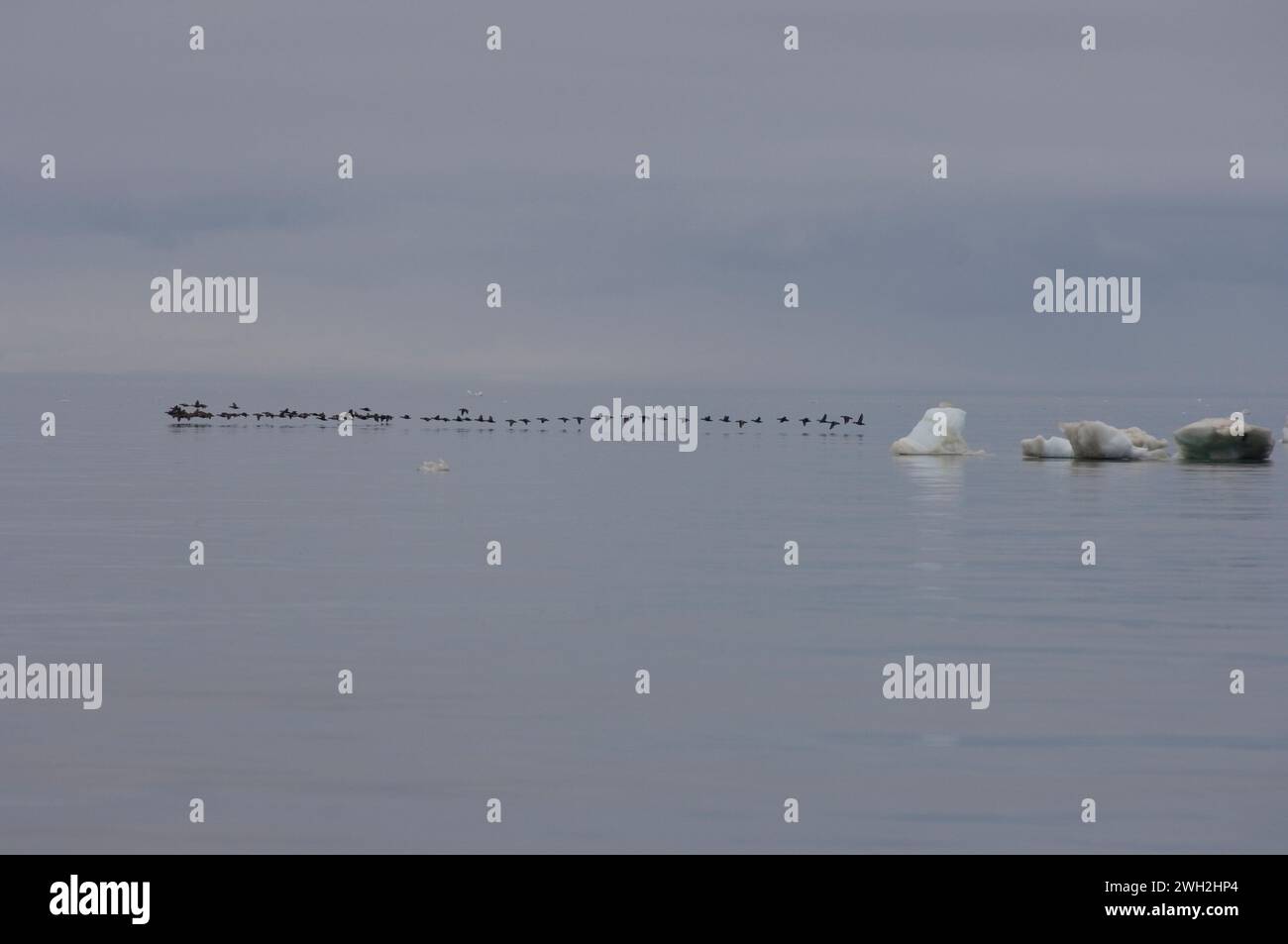 surf scoter Melanitta perspicillata ducks flying along the Arctic coast ...