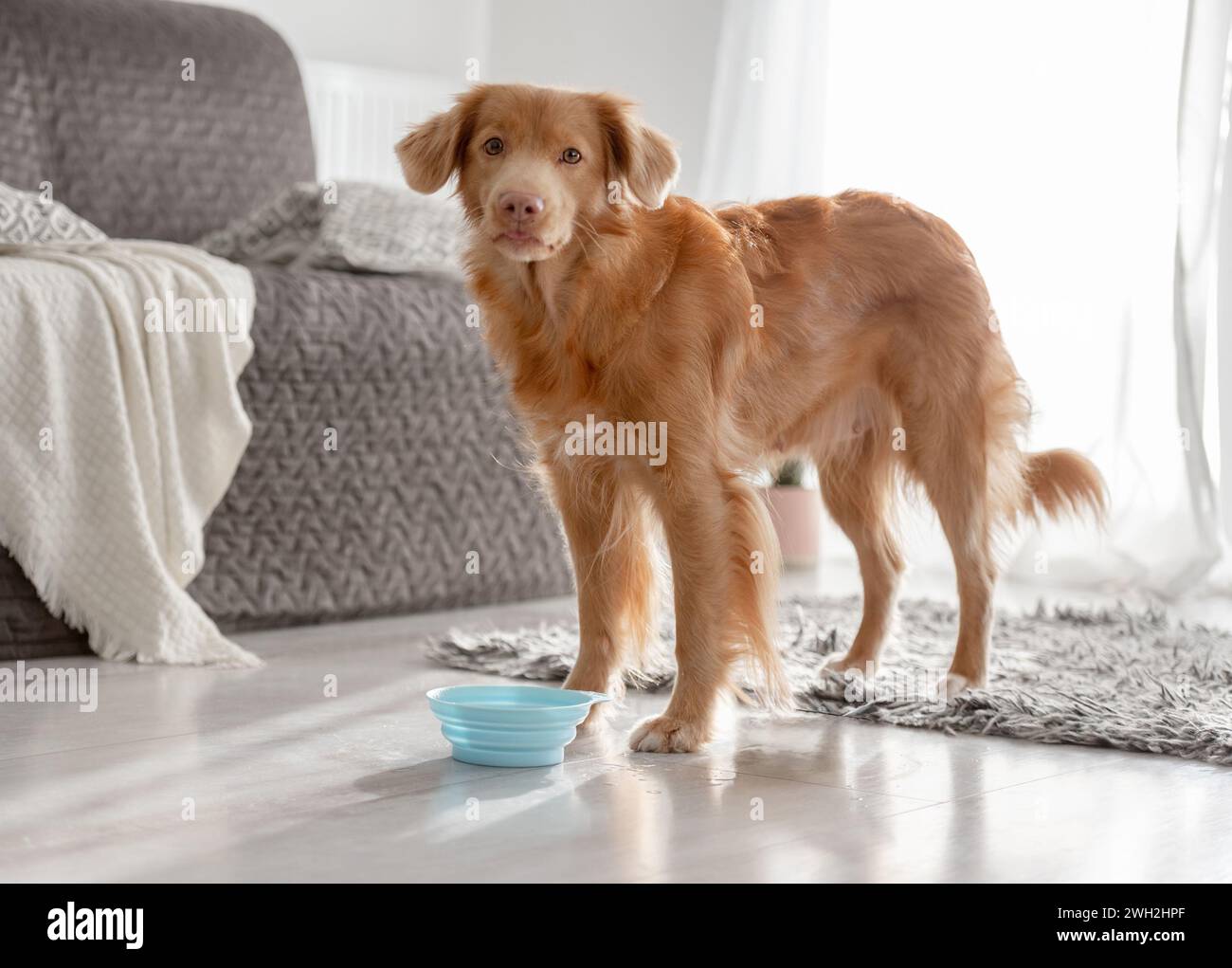 Nova Scotia Retriever Dogs, Also Known As Toller, Are Drinking From ...