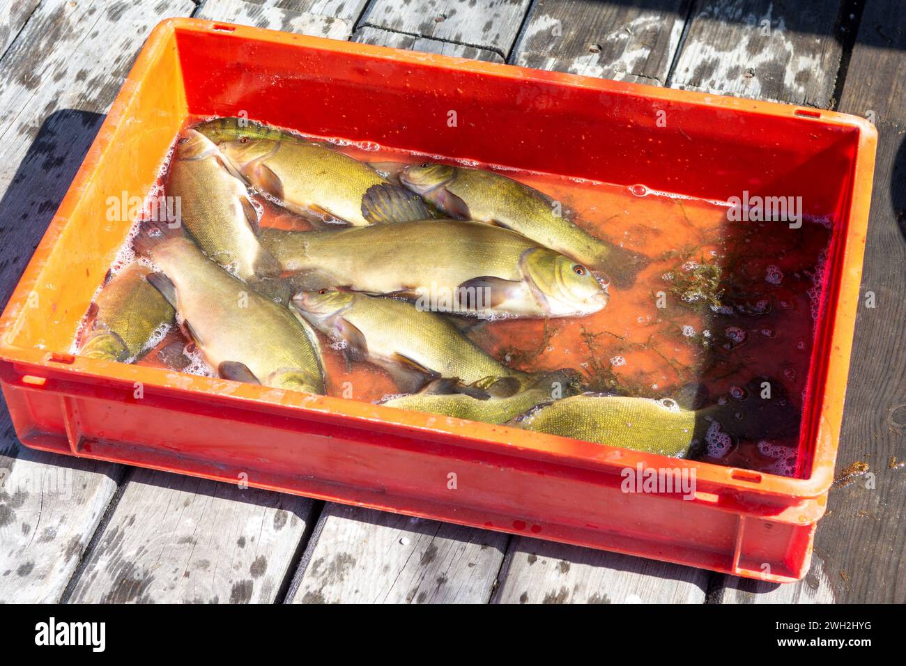 Tench of fresh lake fish at the market. fisherman caught a lot of tinca ...