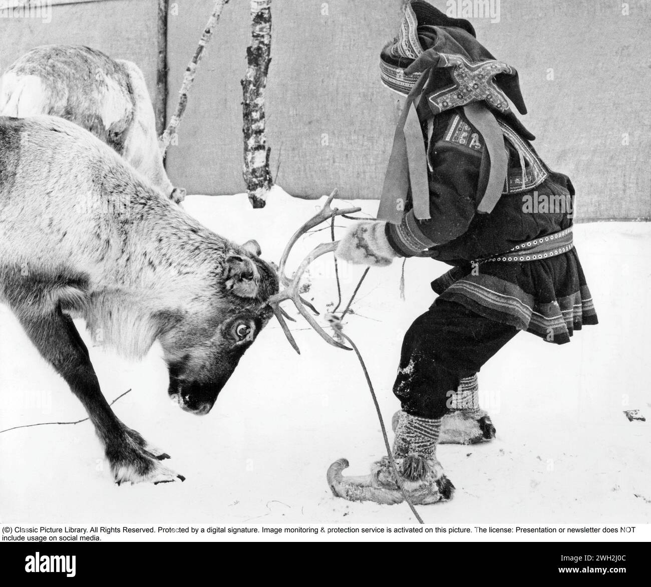 Sami people in Swedish Lapland 1963. A boy with a reindeer that he ...