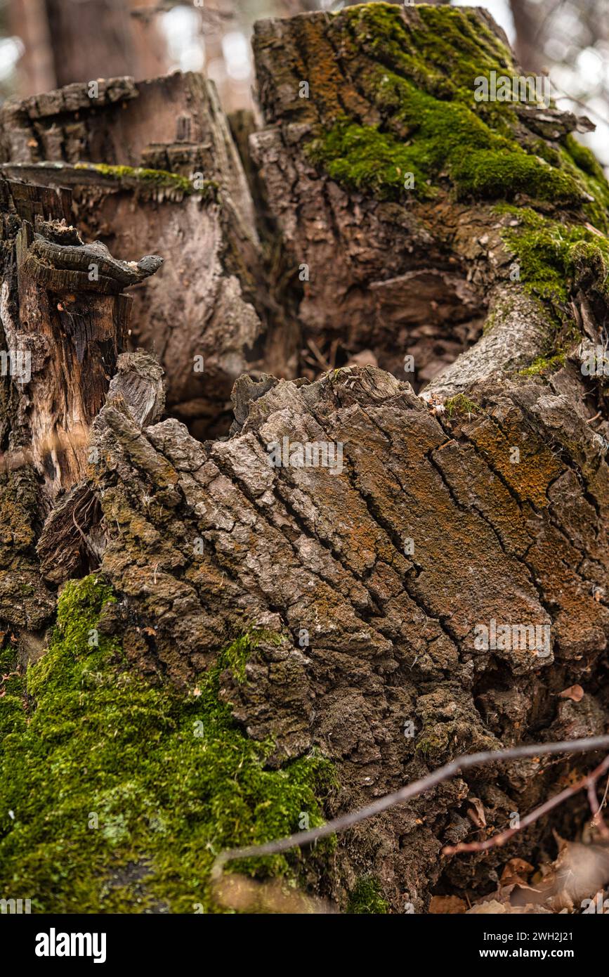 An old rotten stump covered with moss, in the forest, An old tree Stock ...