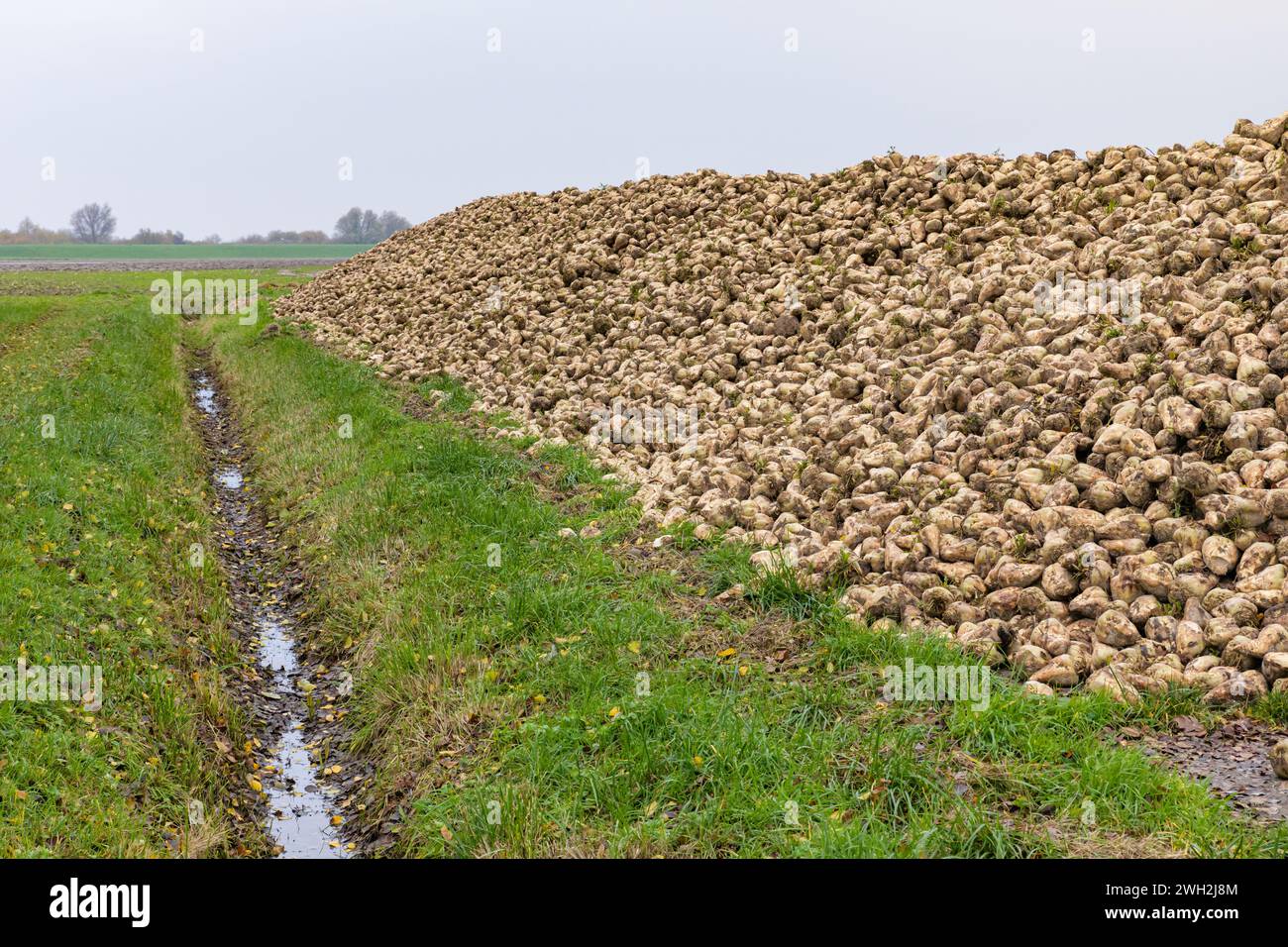 A clamp of sugar beets are stacked on farmland alongside a ditch in ...