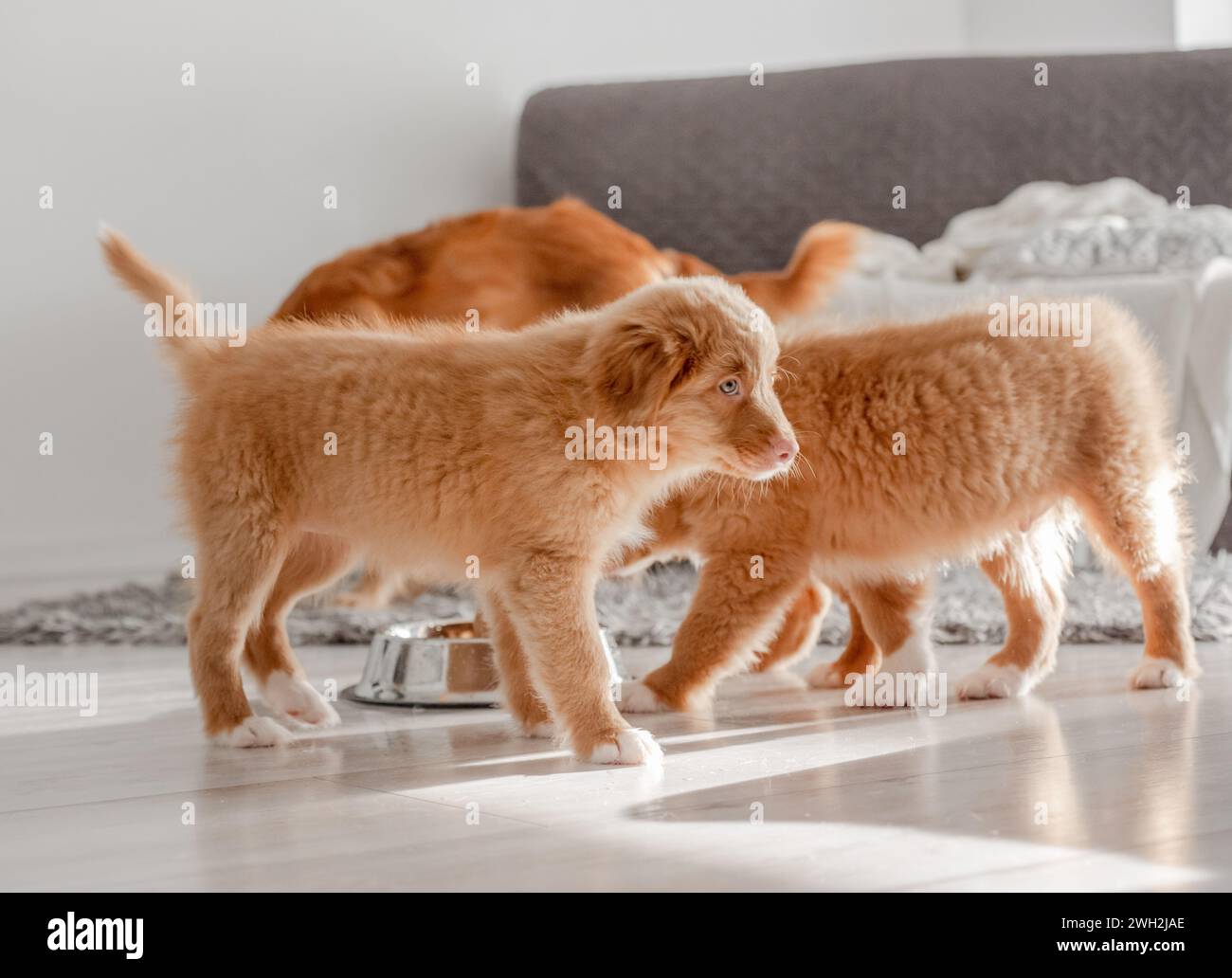 Three Toller Puppies Are Drinking From One Bowl At Home, A Nova Scotia ...