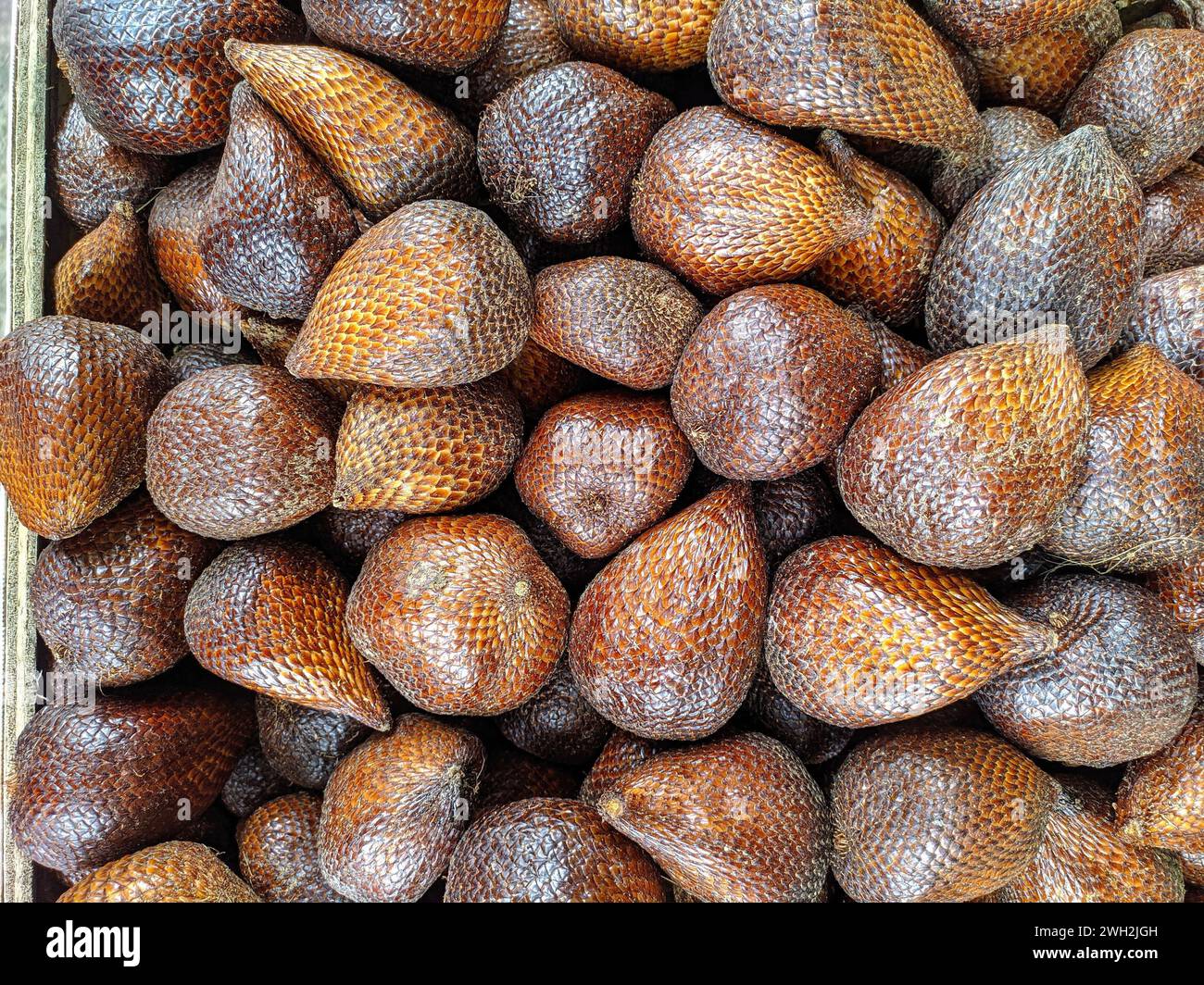 Thorny palm hi-res stock photography and images - Alamy