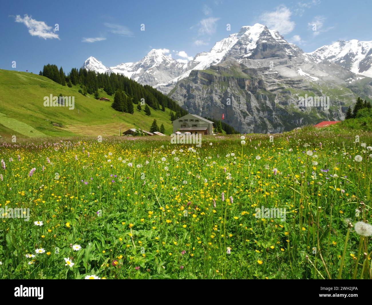 Flower meadows in Blumental, above the village of Murren, Bernese ...