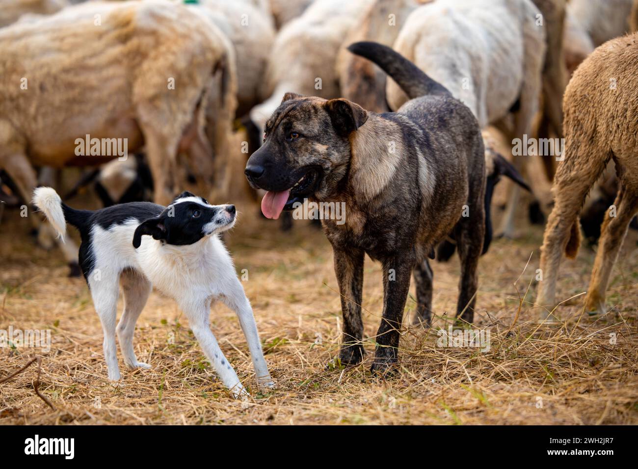A flock of sheep on a farm guarded by two dogs - a small and a big ...