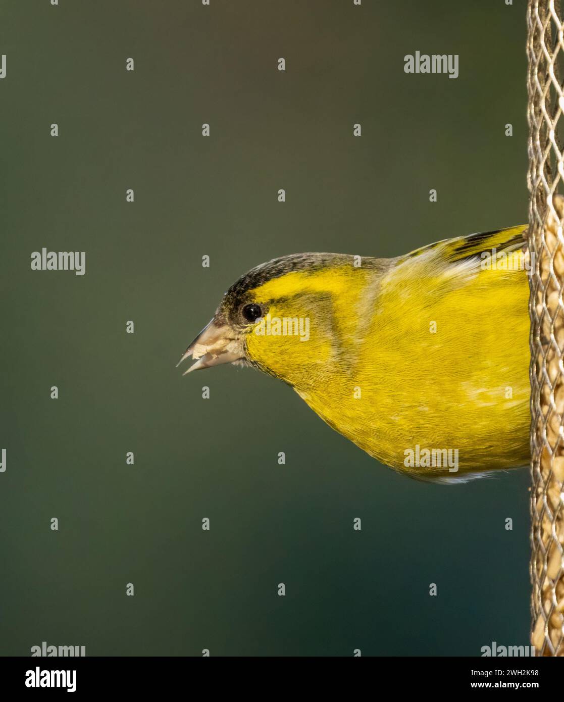 Bird eating hi-res stock photography and images - Alamy
