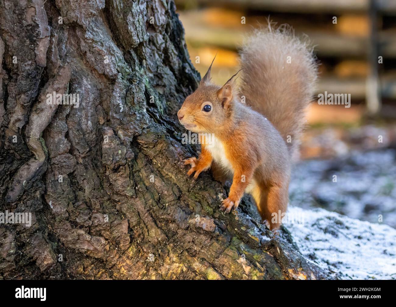 Cute little scottish red squirrel on the base of a tree trunk in the ...