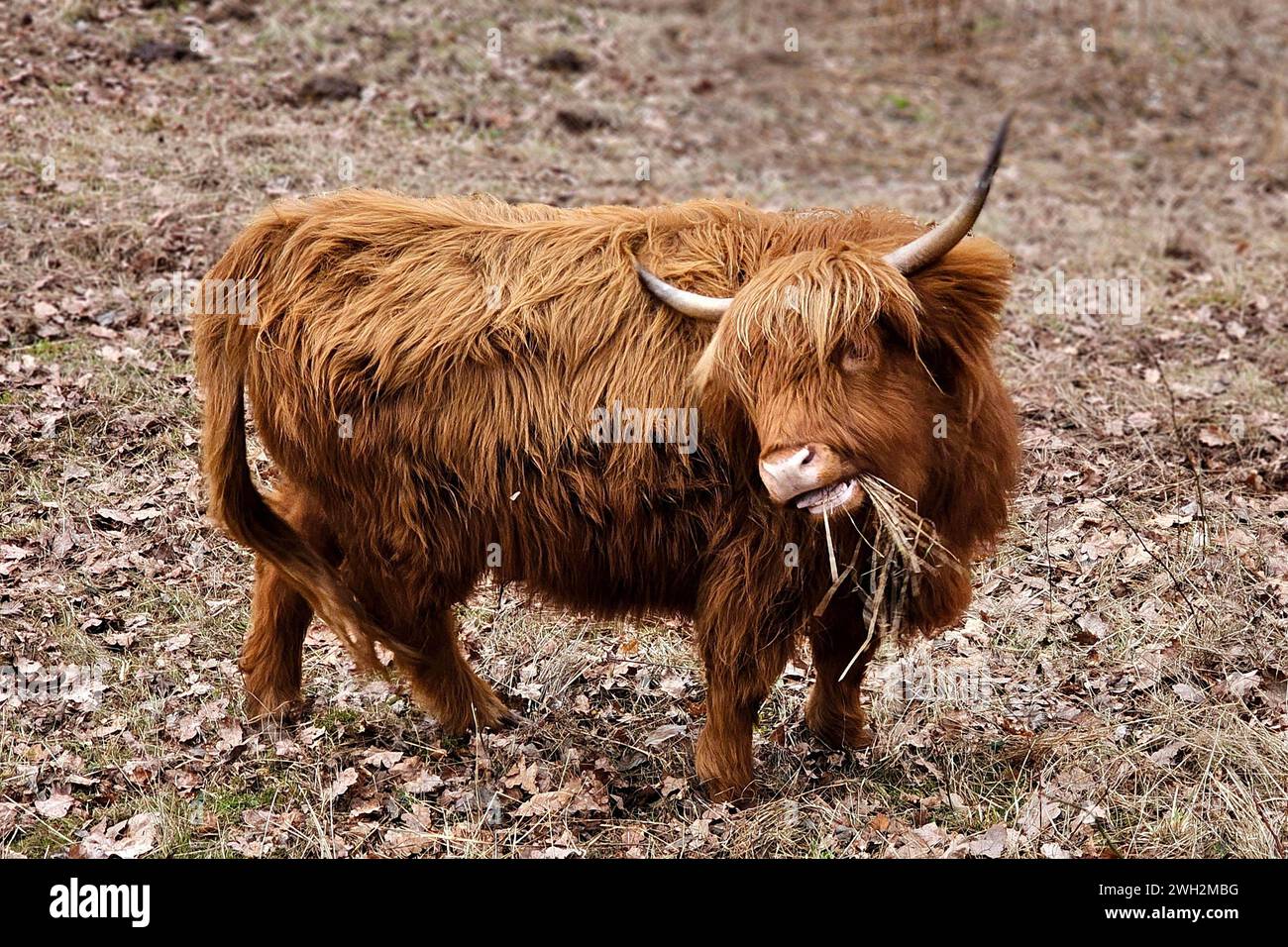 Bad Soden-Allendorf Natur, Tier, Kuh, Rind, 07.02.2024 Schottisches ...