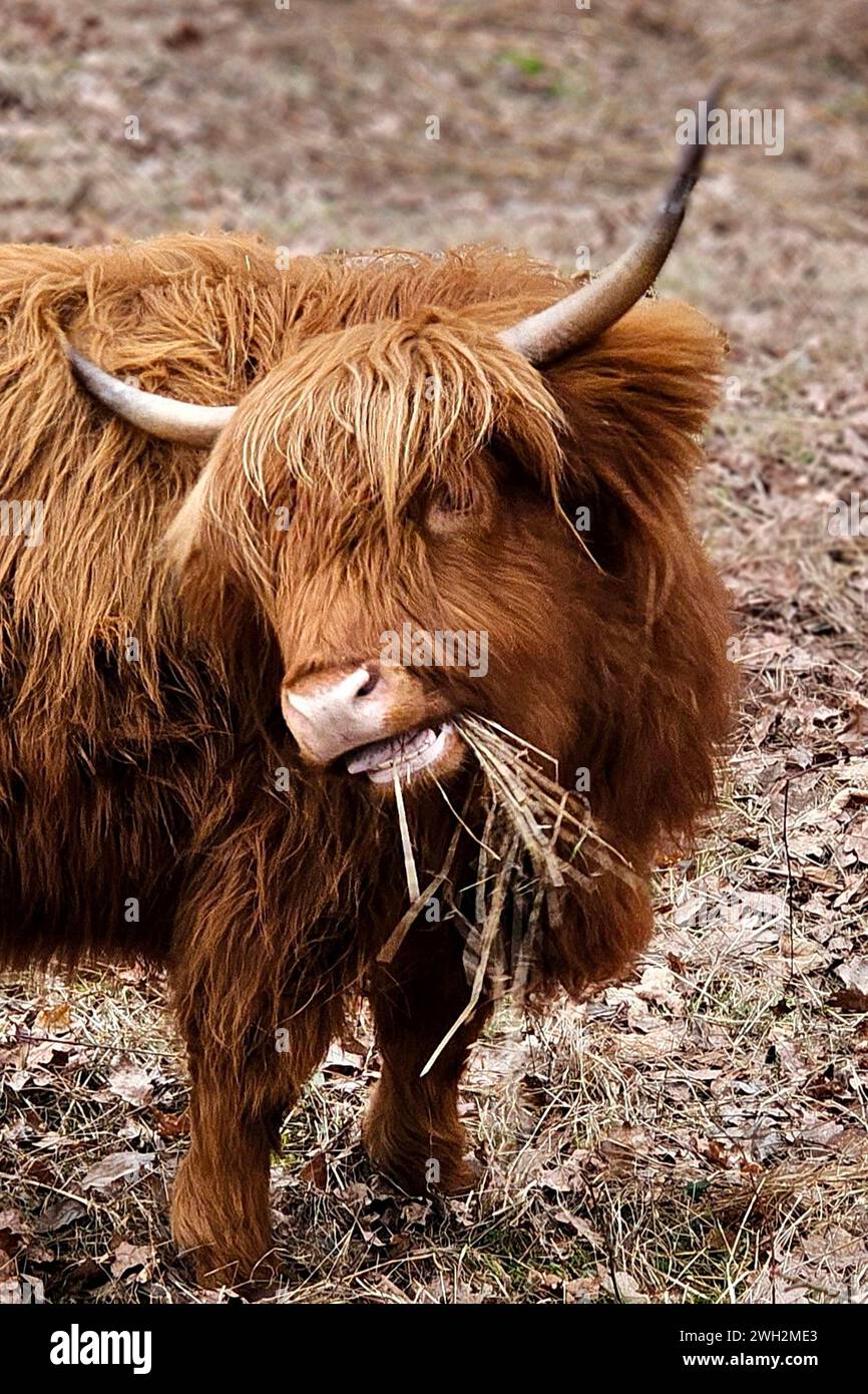 Bad Soden-Allendorf Natur, Tier, Kuh, Rind, 07.02.2024 Kopf eines ...